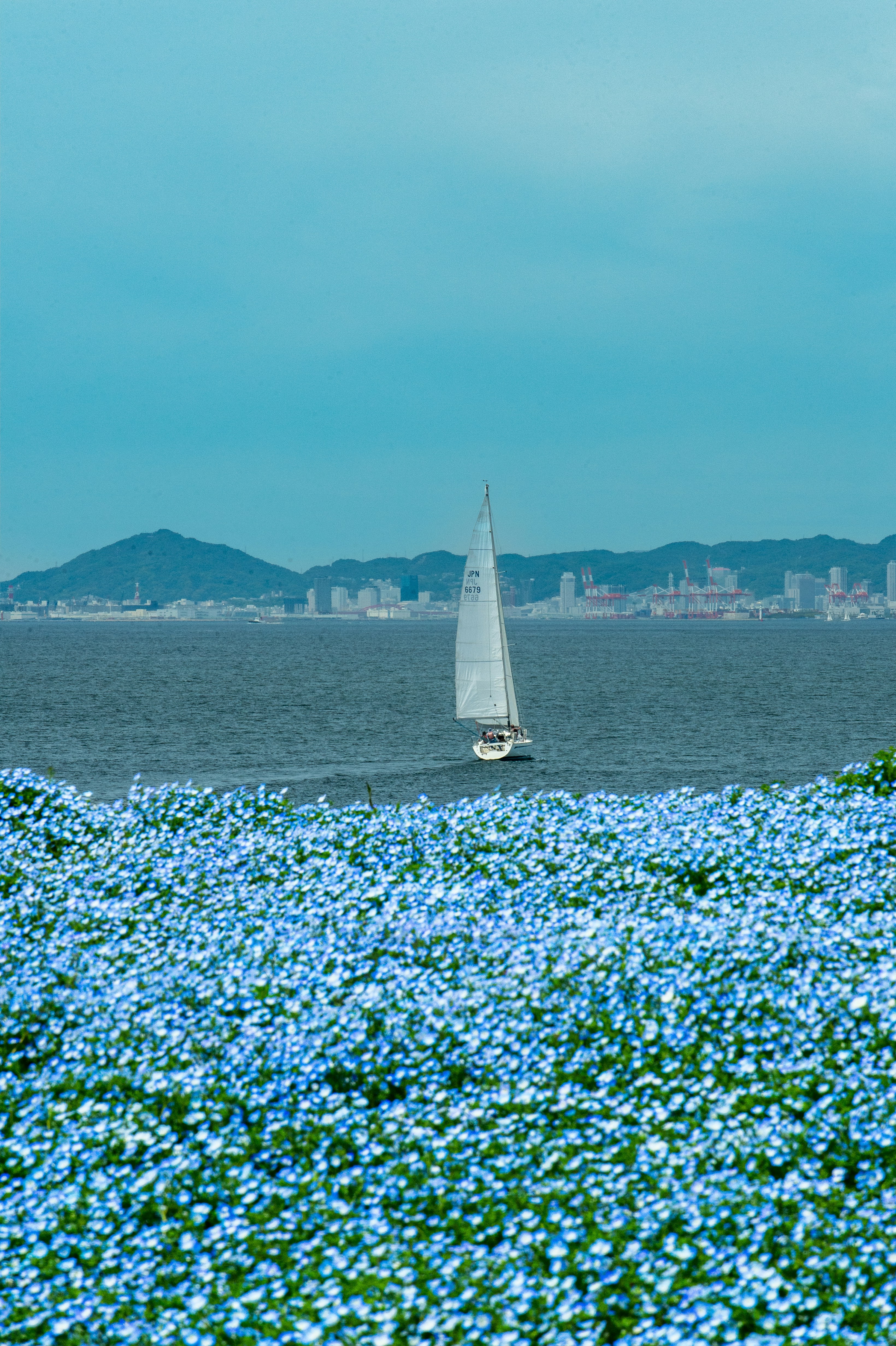 Sailboat Amid a Sea of Blue Flowers
