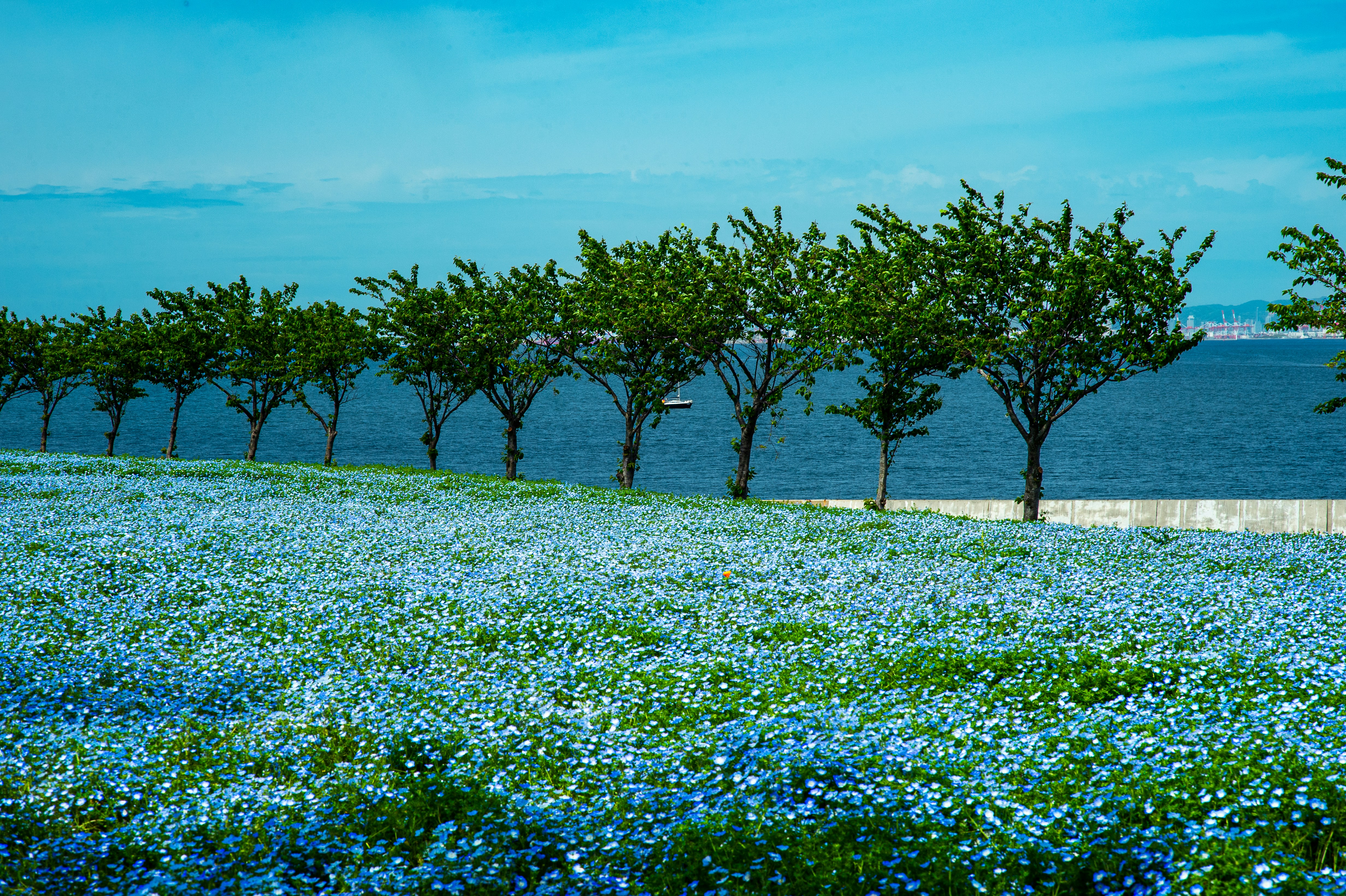 Row of Trees Over a Sea of Blue Flowers