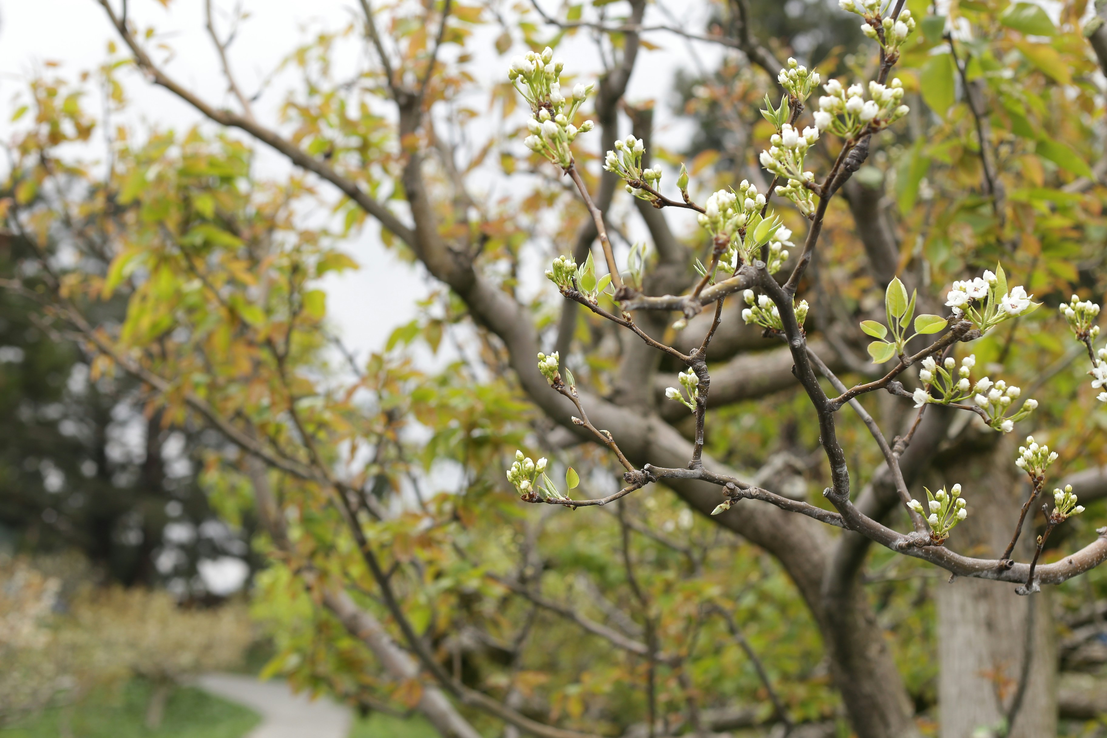 Blossoming Orchard Arc: a Branching Portrait Emerging from a Path