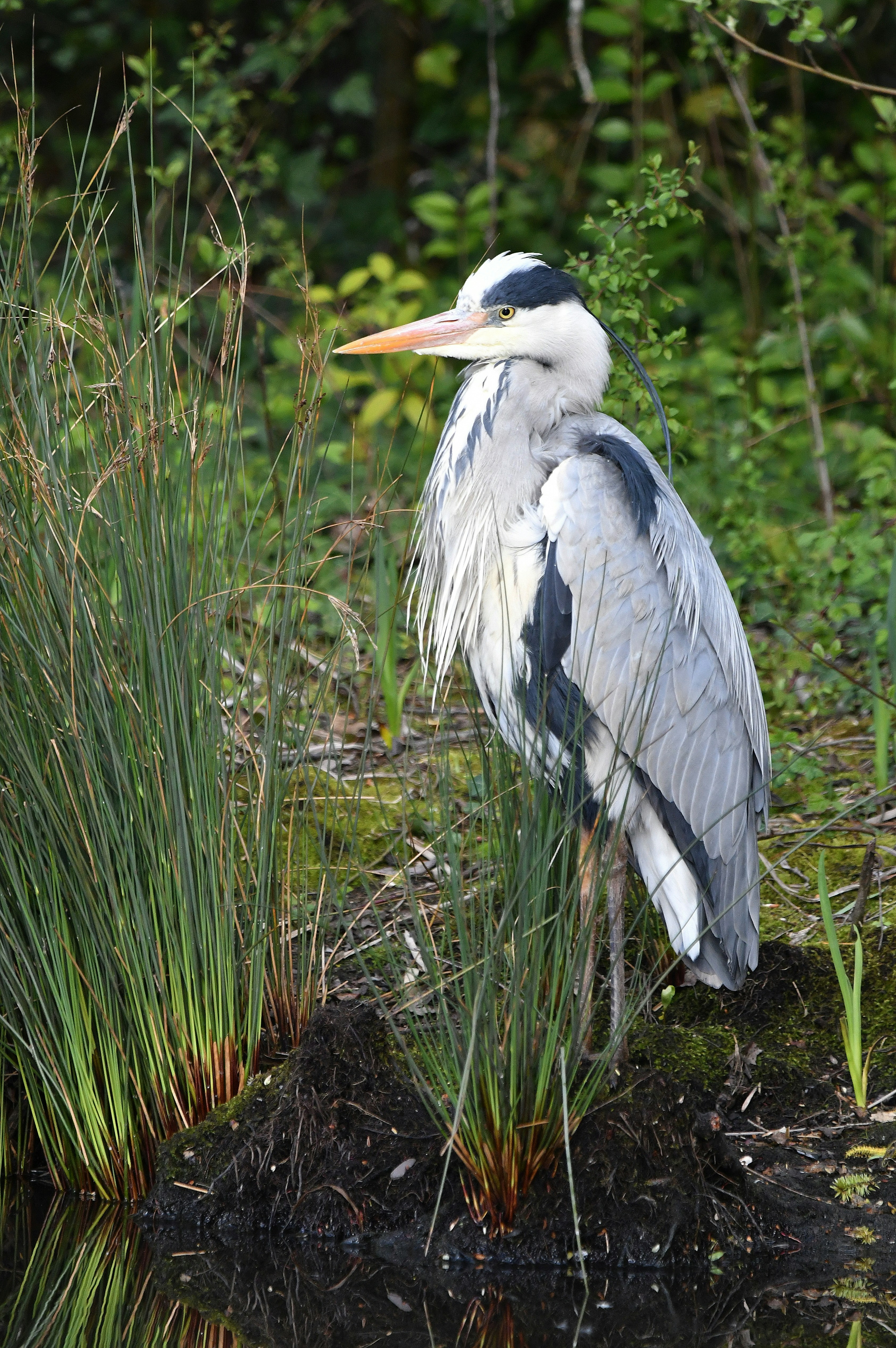 Heron among reeds: poised in a swampy vignette