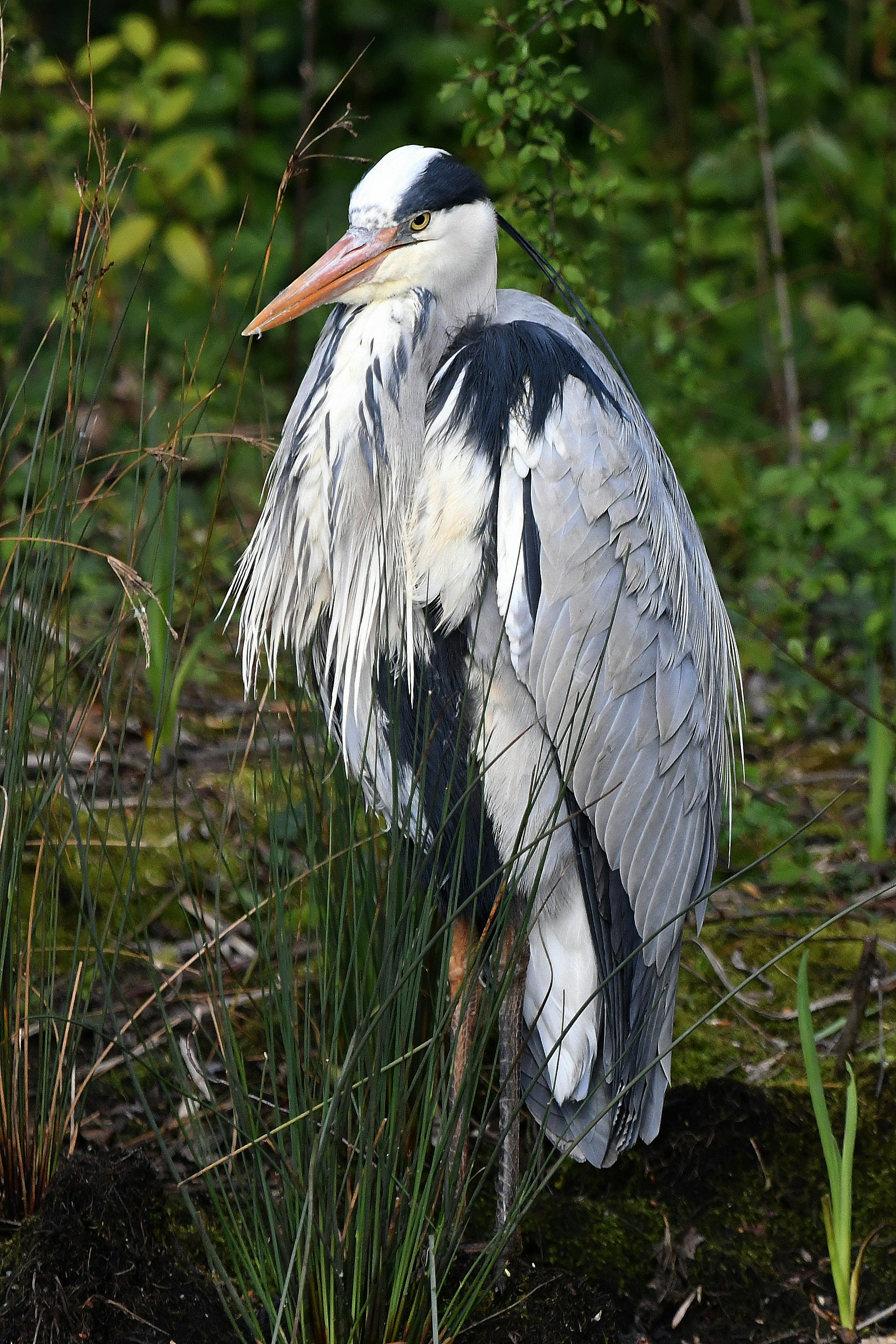 Elegant Grey Heron in Wetland Graze