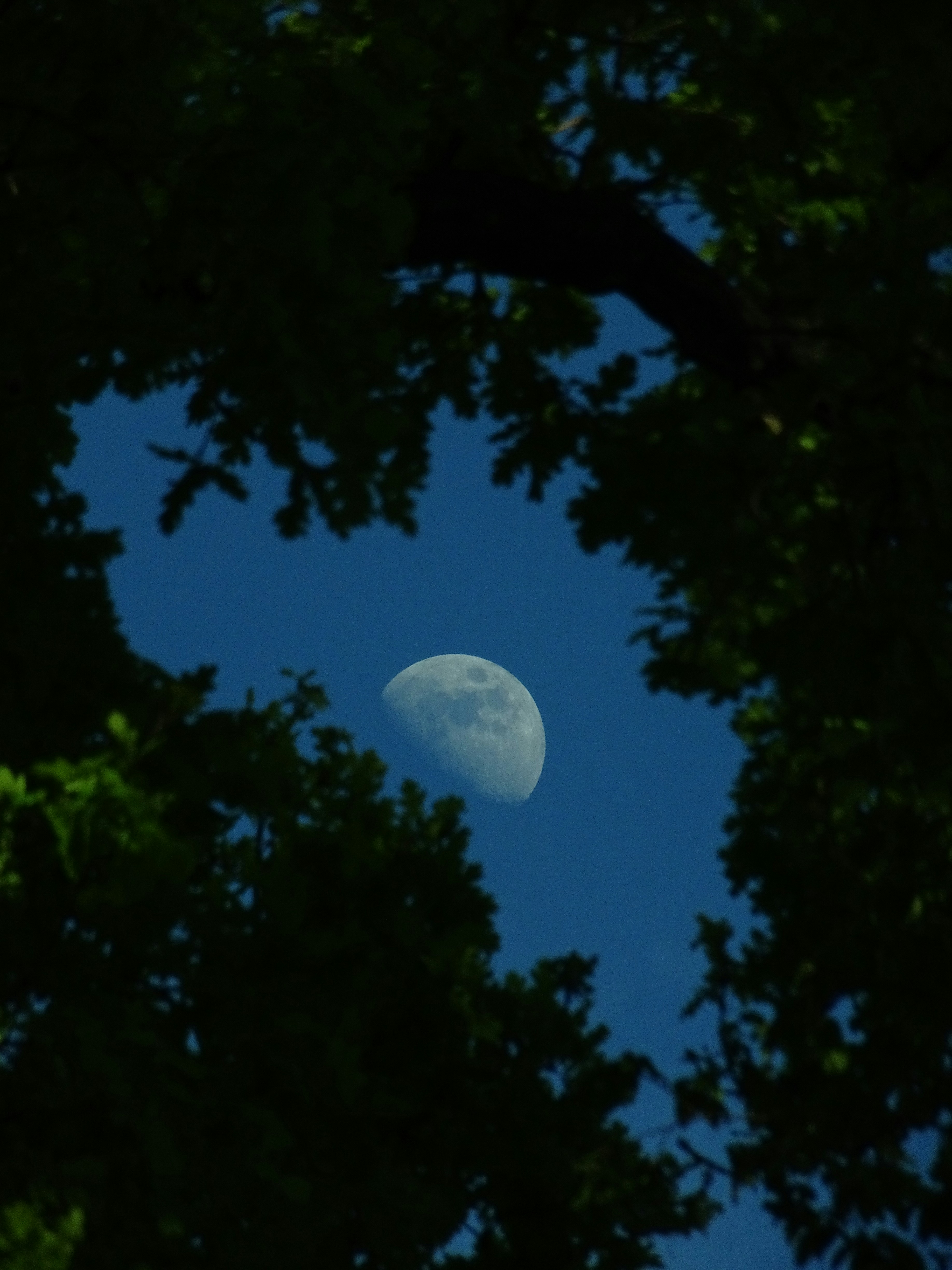 Moonlit Gap: Between Leaves, A Quiet Orb in the Blue Night