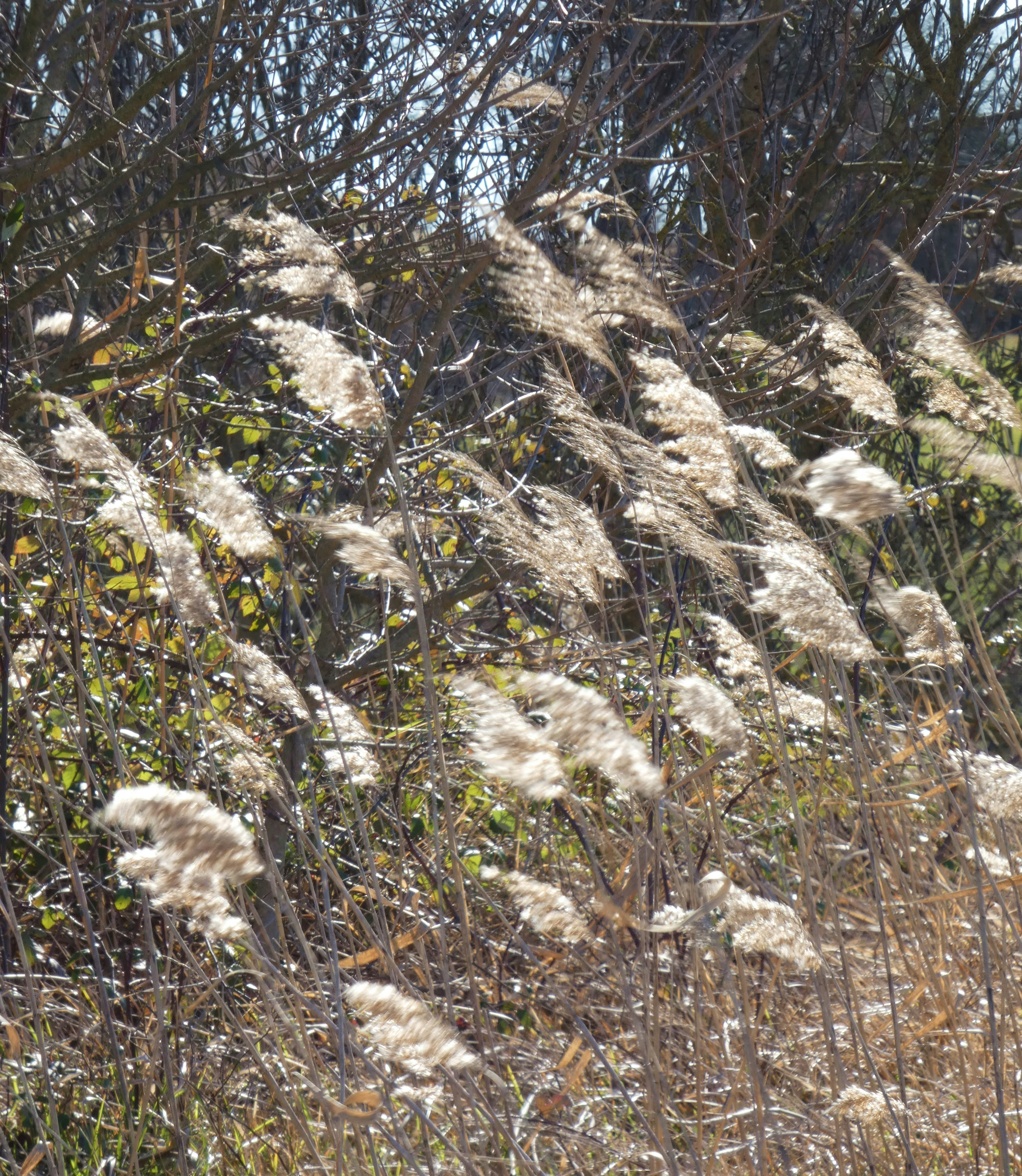 Sunlit Reeds in a Field of Silent Light