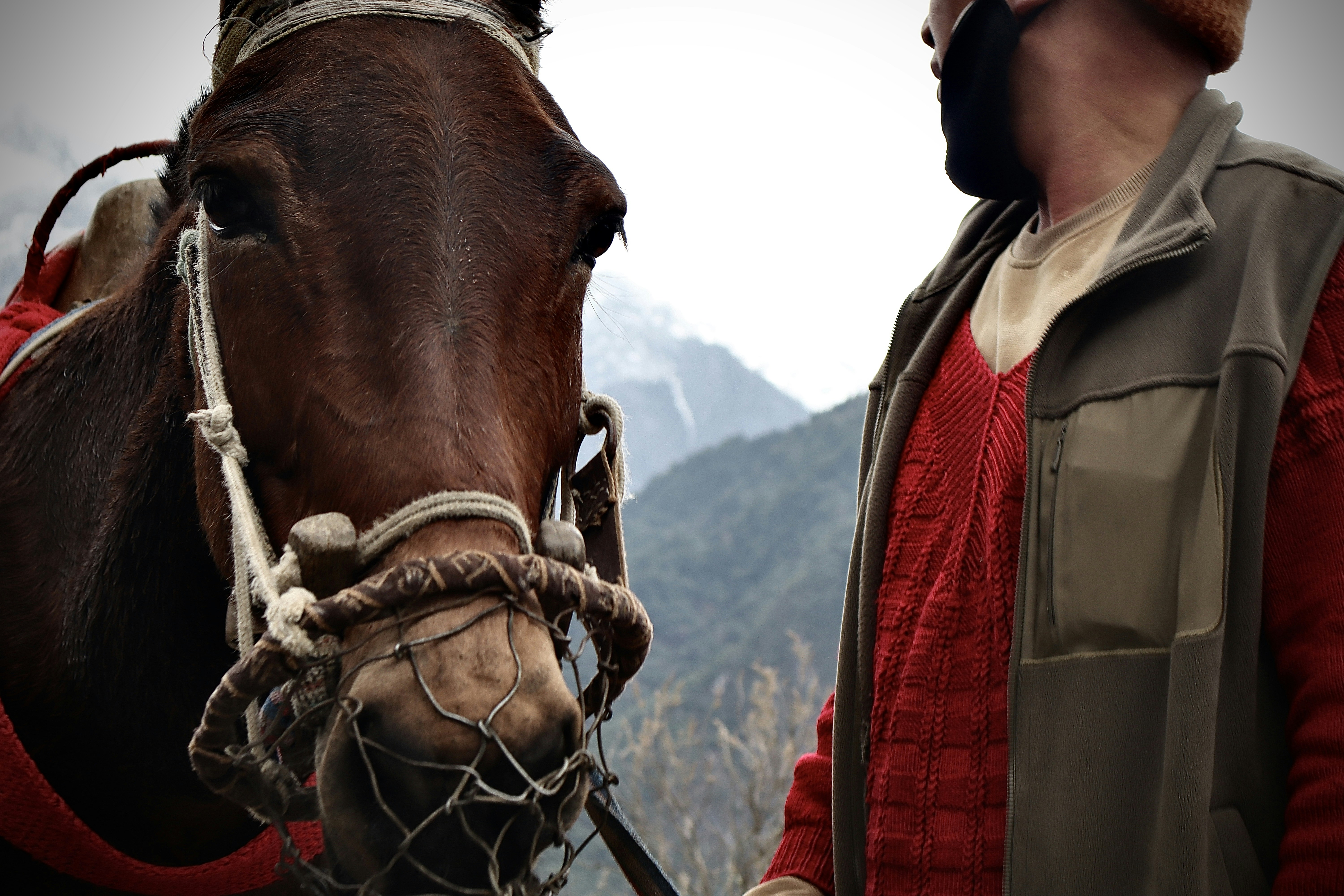 Hushed Rider and Steady Steed: Quiet Moment in the Mountain Reach