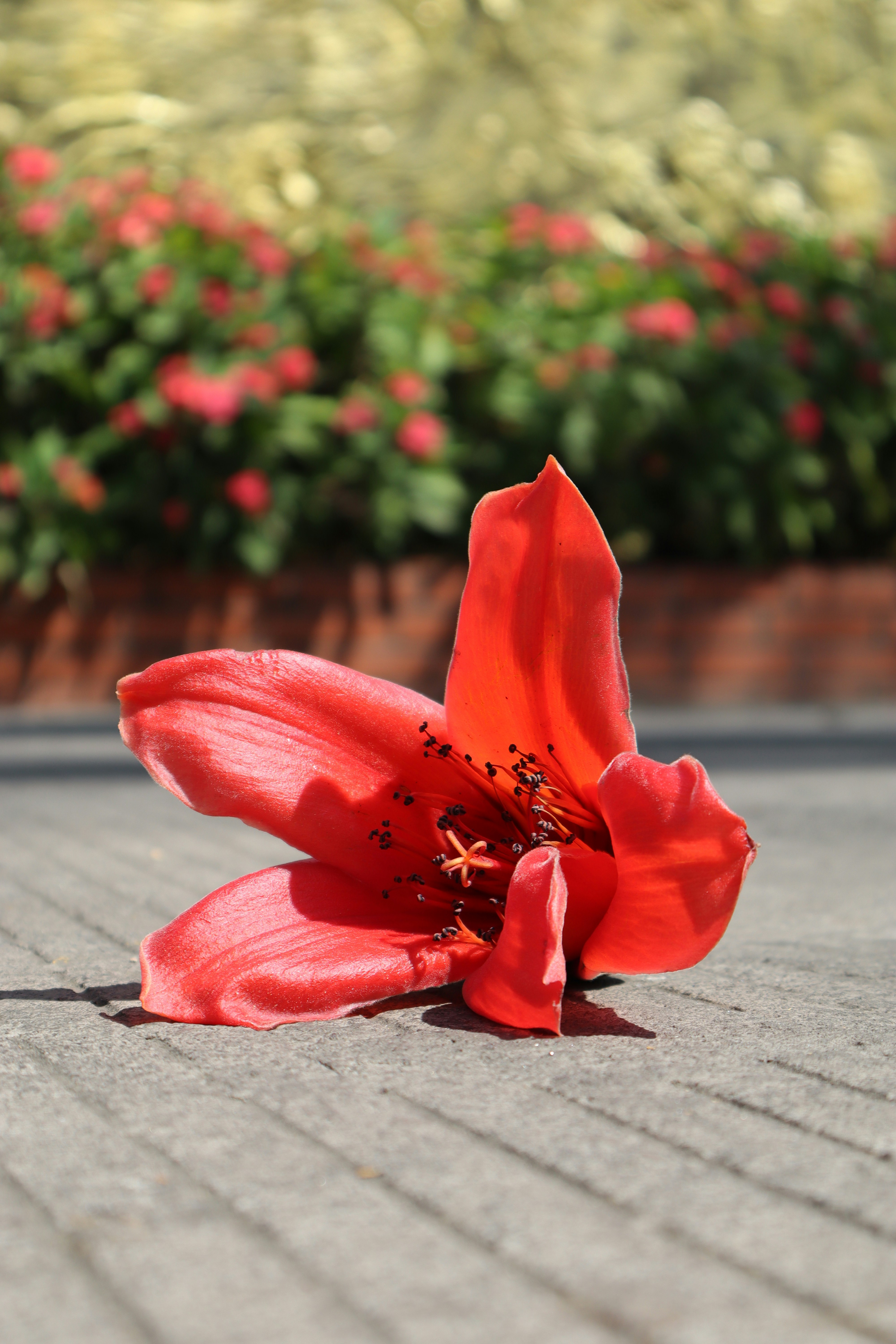 Crimson Petal on Concrete Stage
