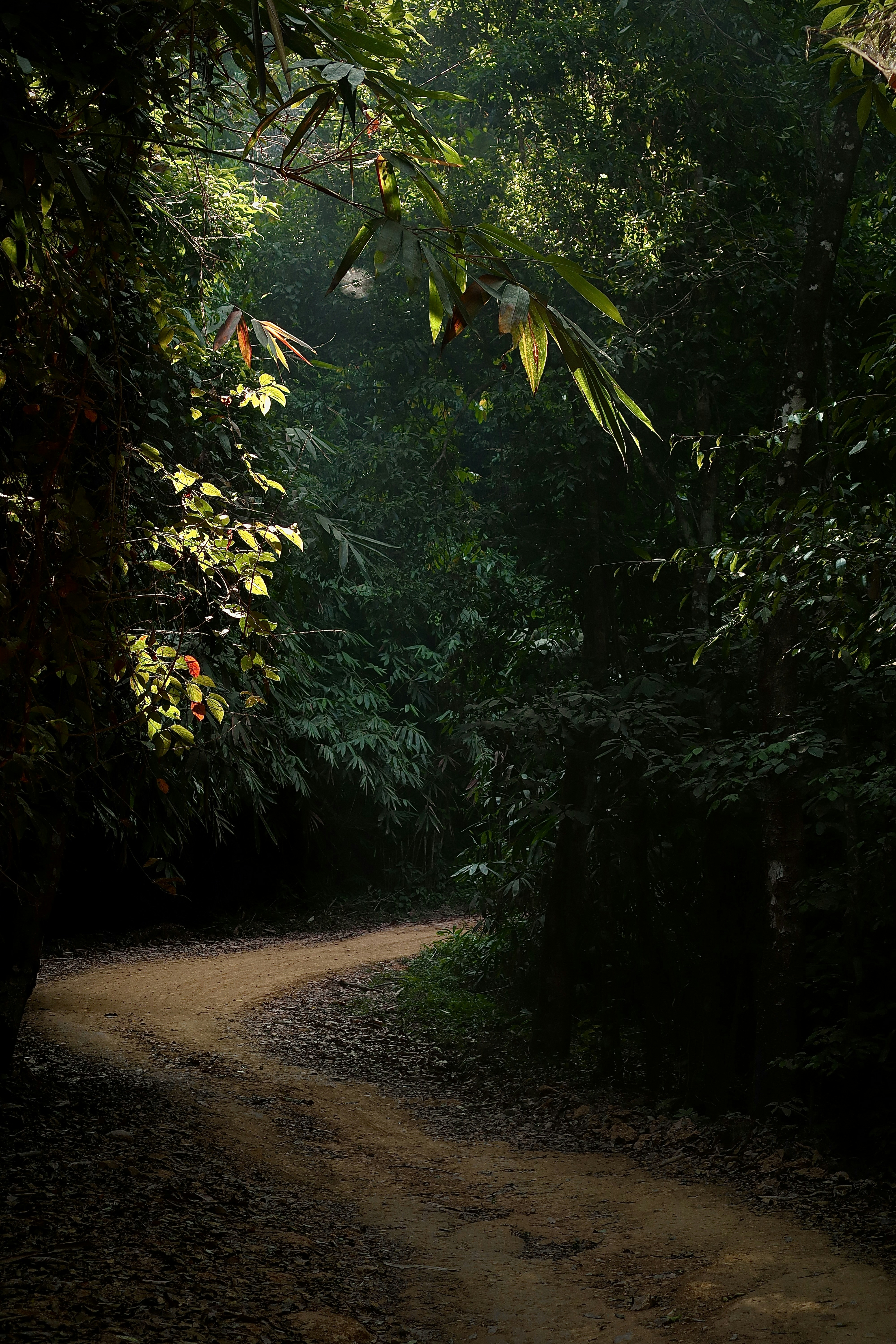 Forest Path: Quiet Golden Trail Winding Through Dense Leaves