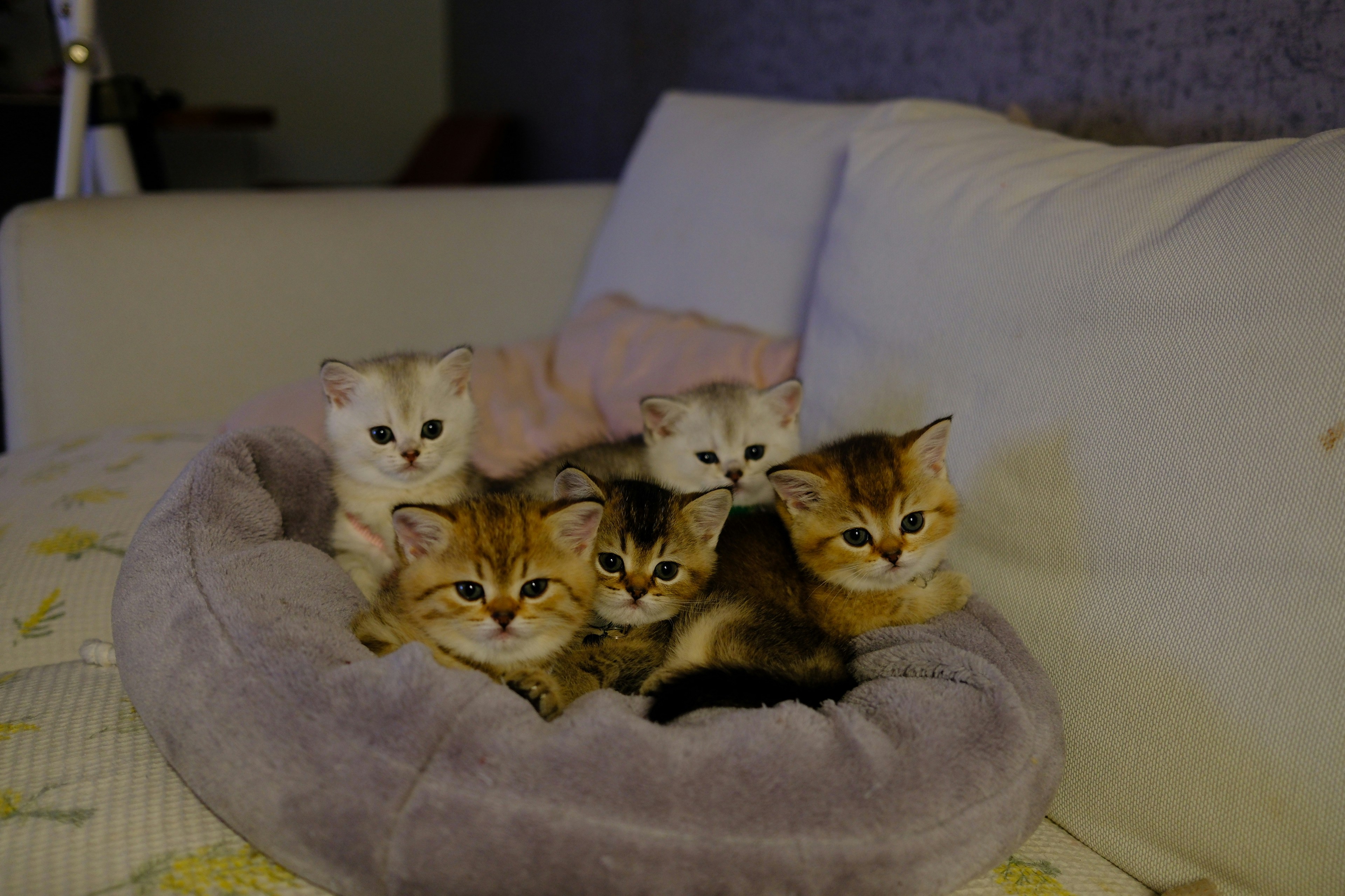 Cozy Cattery: Five Feline Pals in a Plush Bed