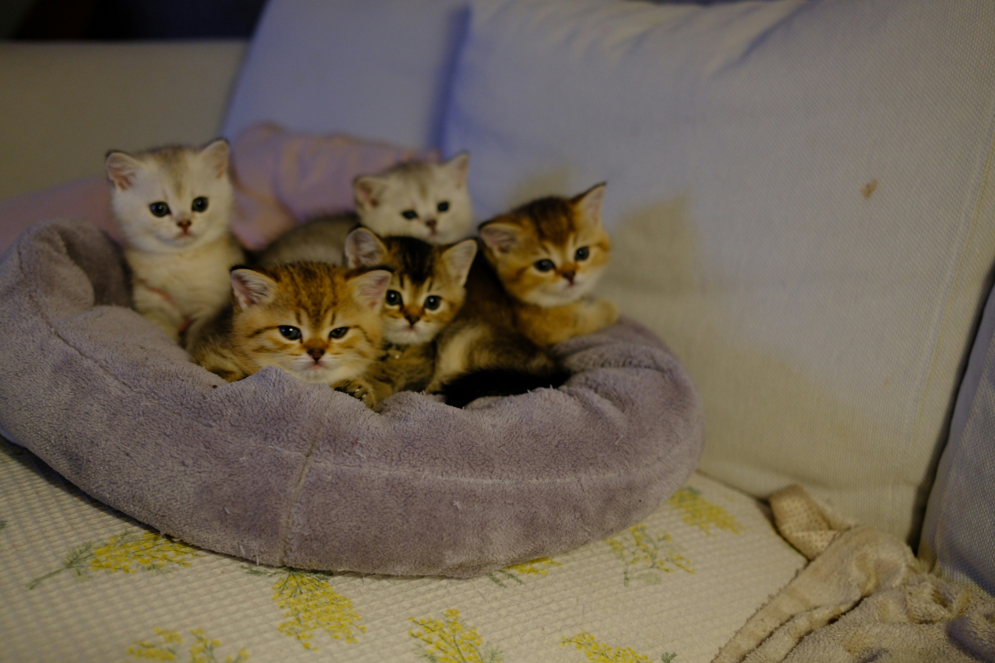 Six Cozied Paws: A Plush Nest of kittens