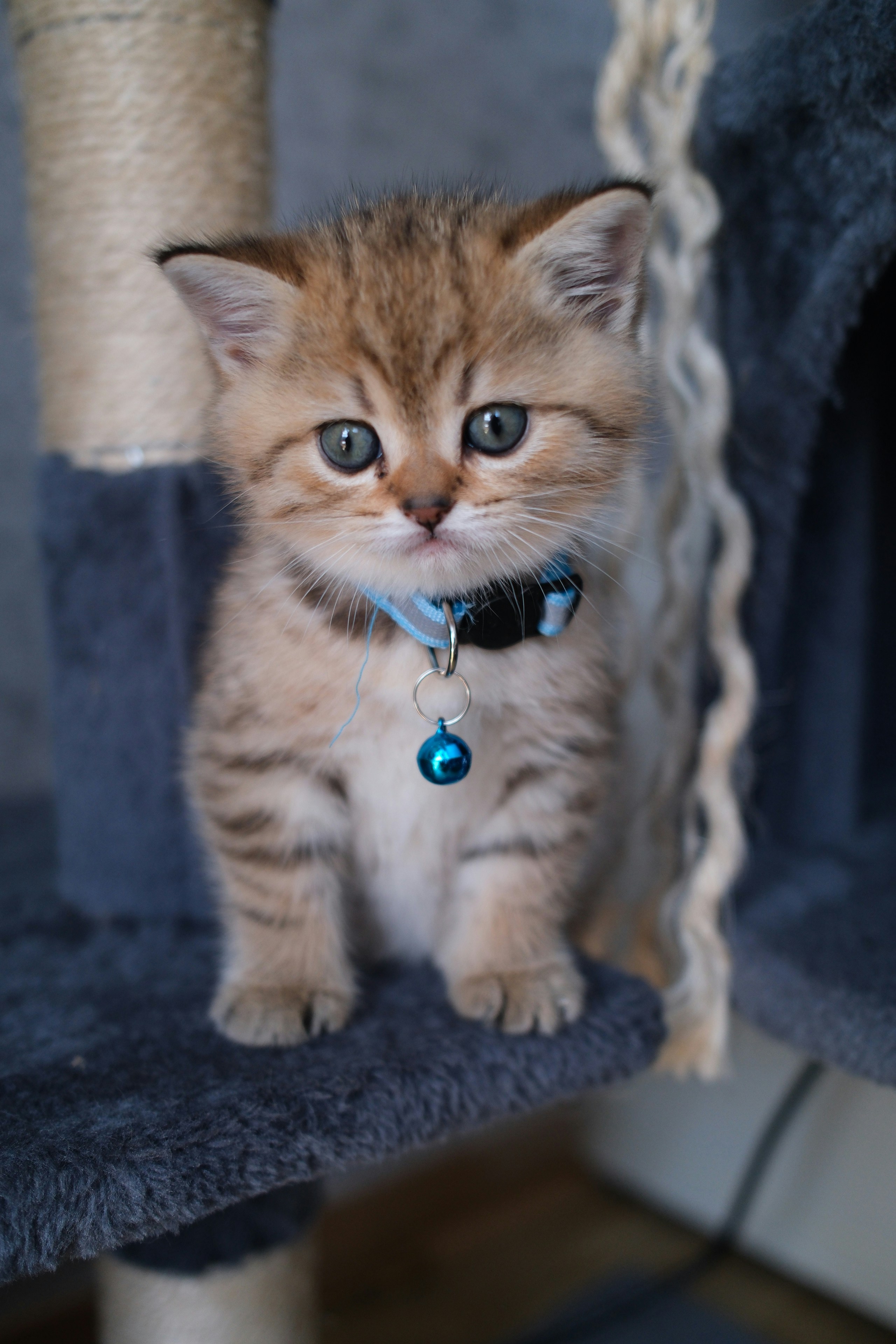 Blue-Bell Collar: A Curious Kitten at Rest on a Cozy Perch