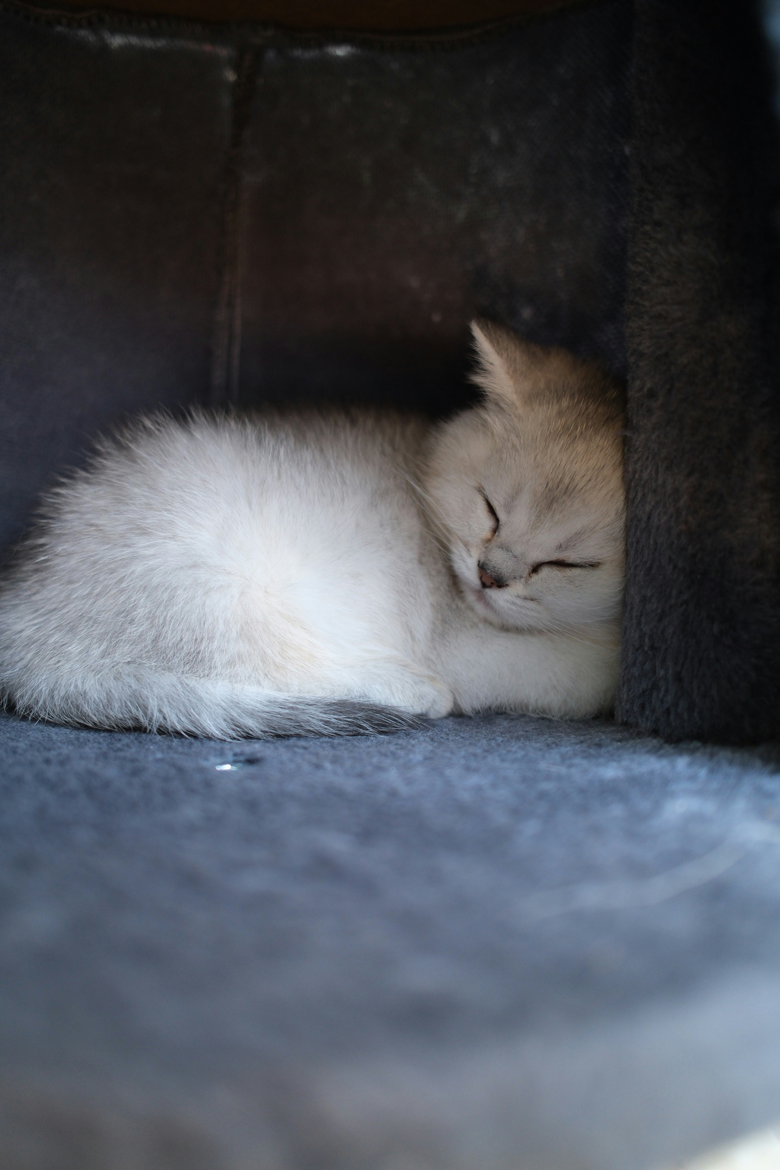 Gentle Slumber in a Velvet Nook