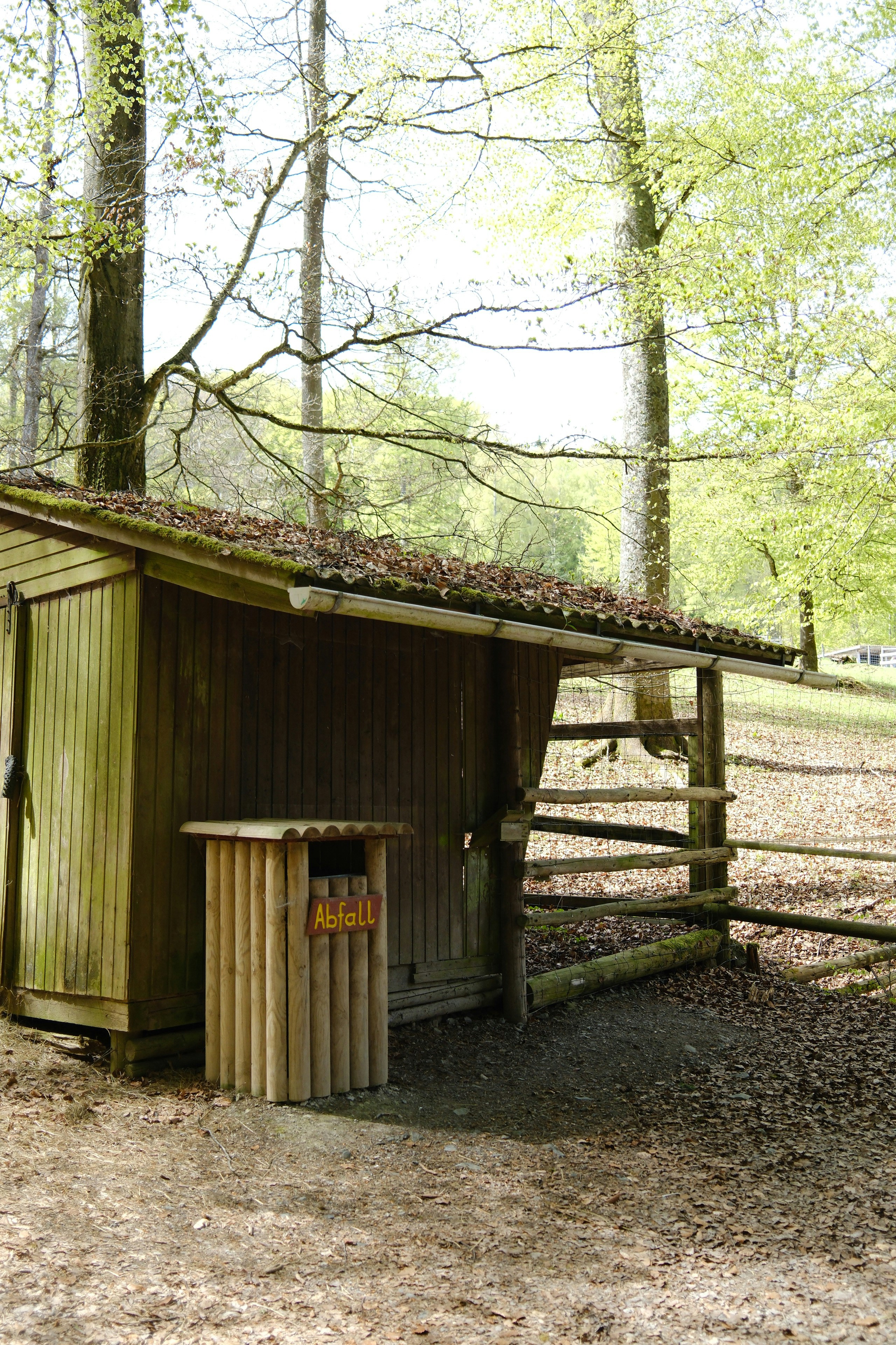 Forest Shed and Guarded Trash Can Beneath Sunlit Foliage