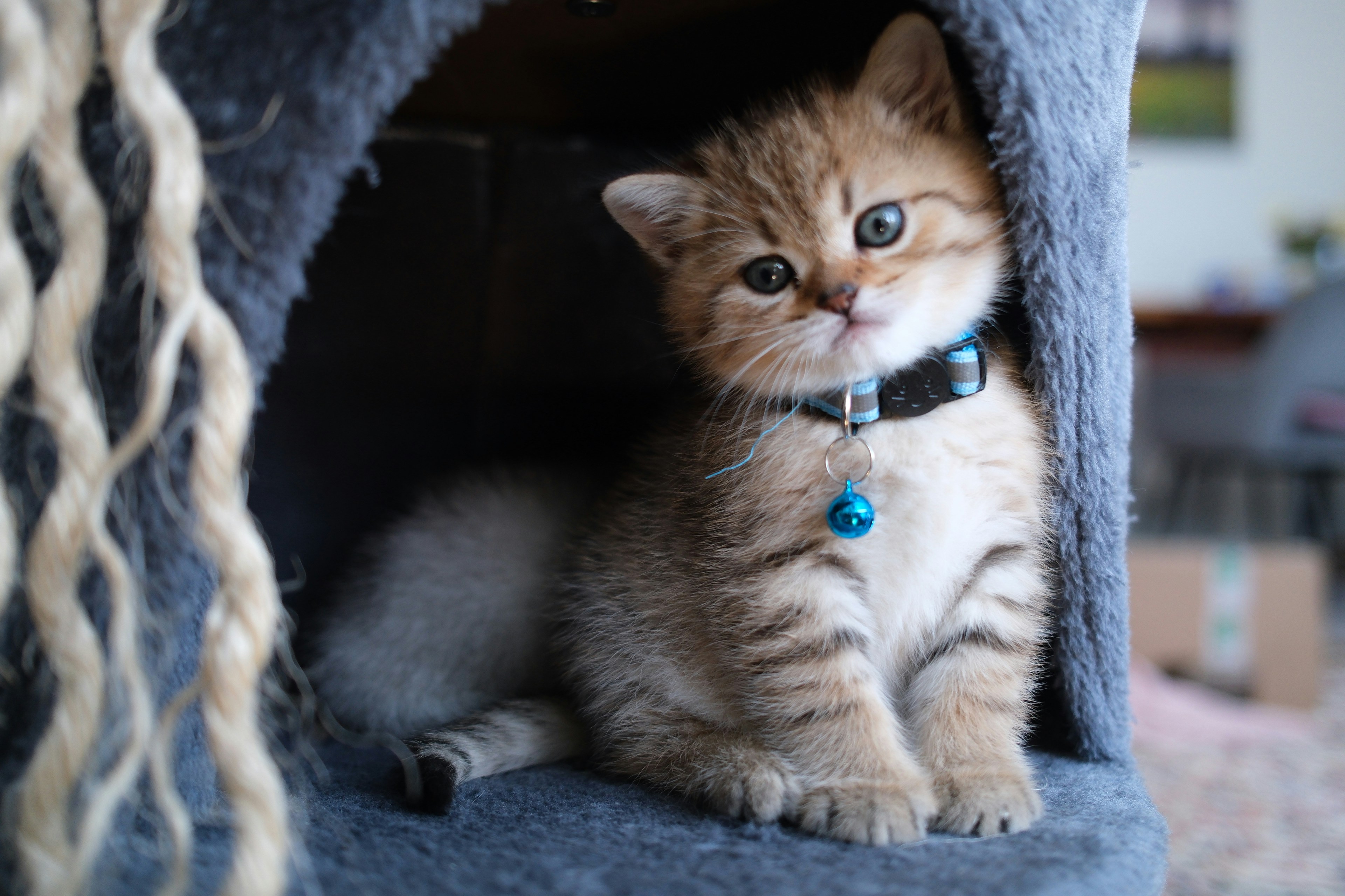 Whiskered Explorer in a Cozy Hideaway