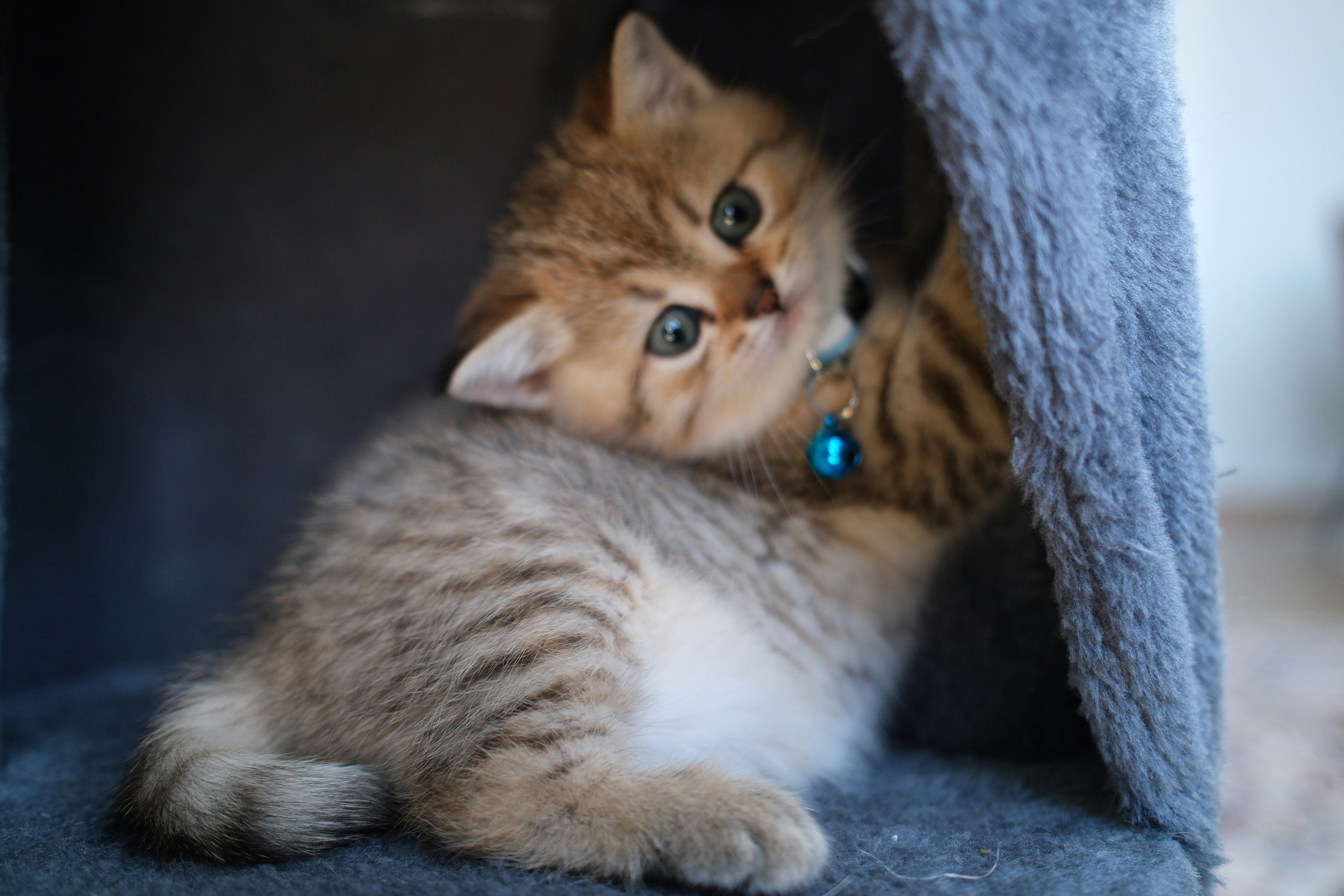 Curled-Up Cuteness: Kitten Nestled in a Cozy Hideaway