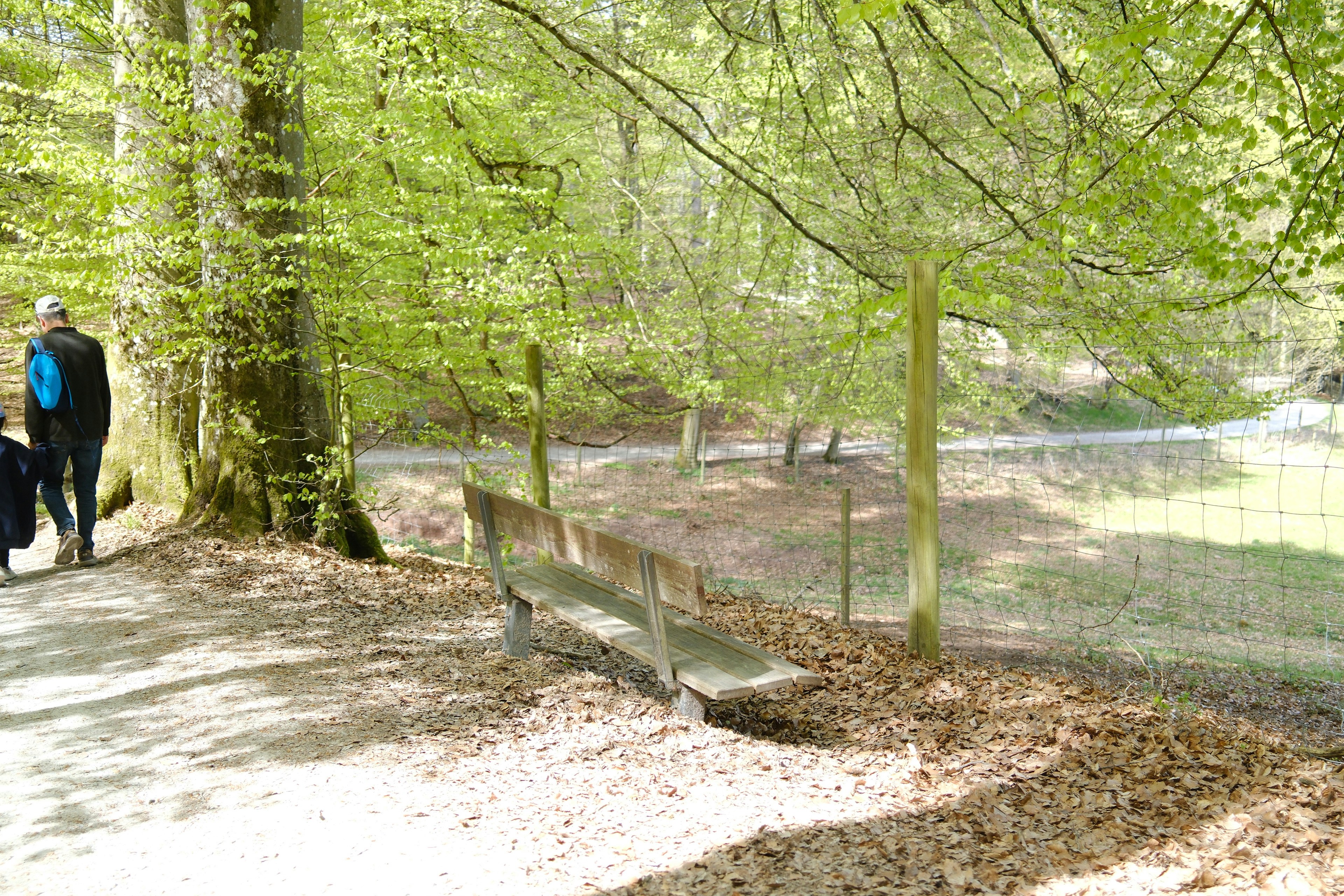 Quiet woodlands and a rustic bench by the path