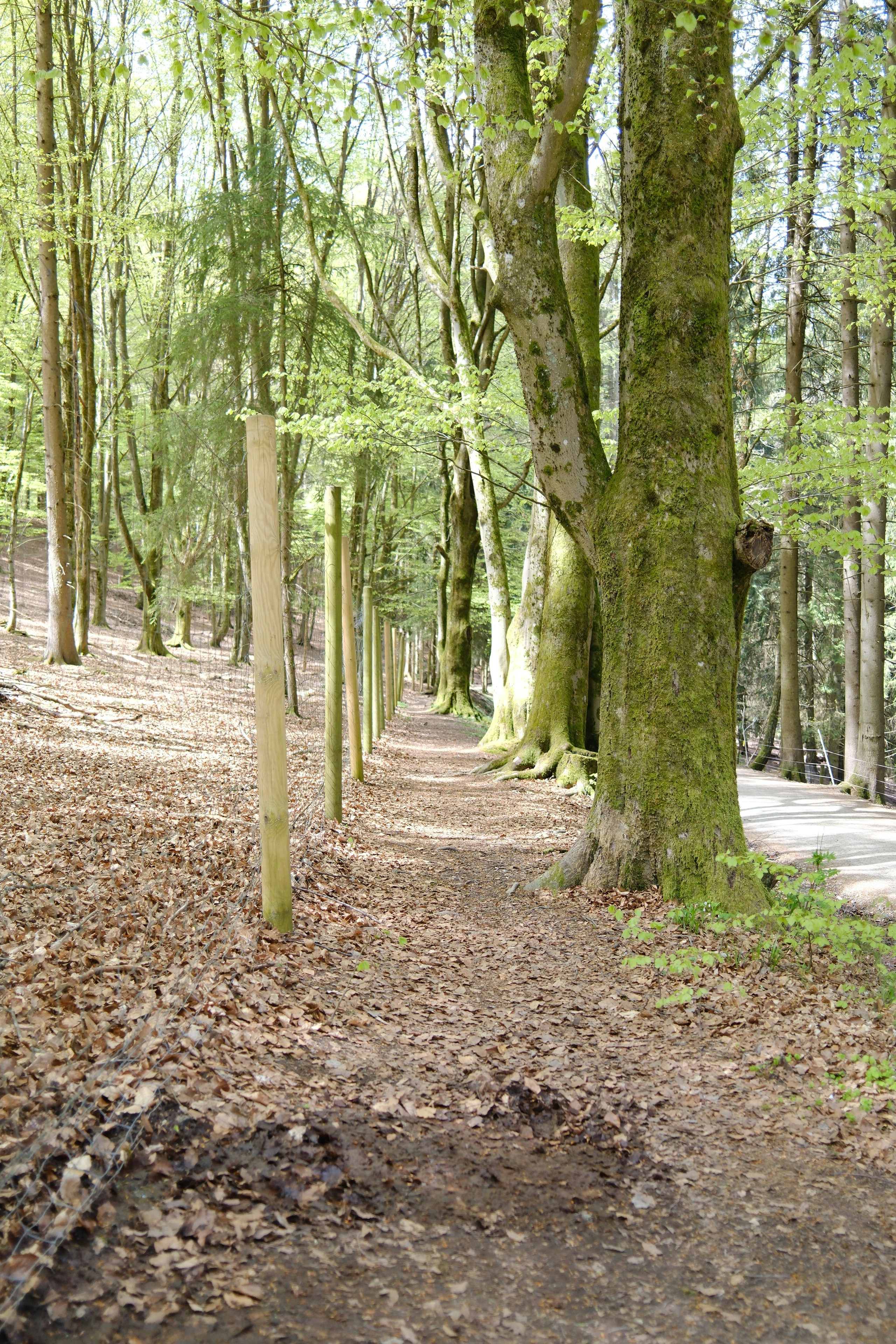 Sunlit Path Through an Ancient Forest