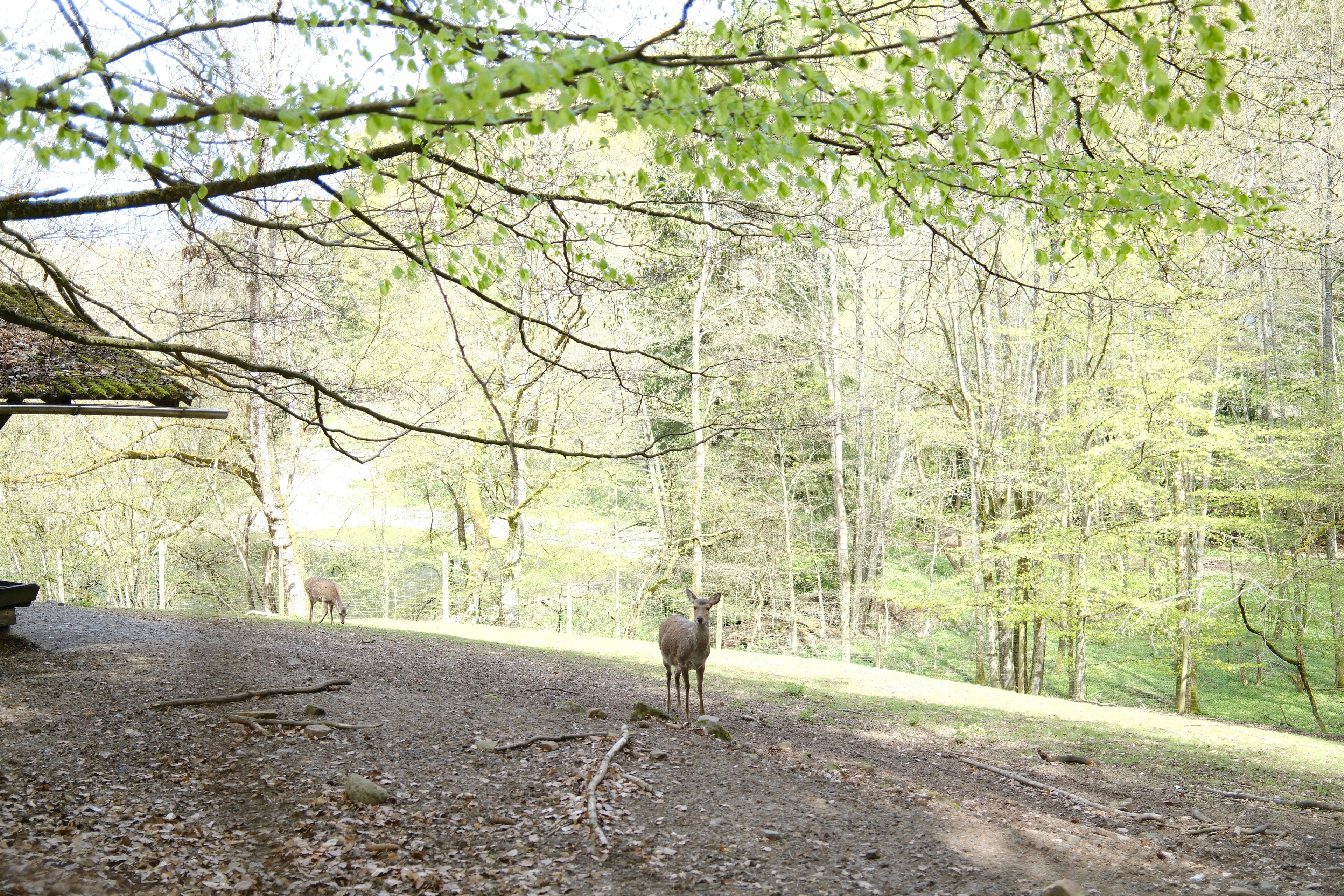 Deer Silence in the Spring Clearing