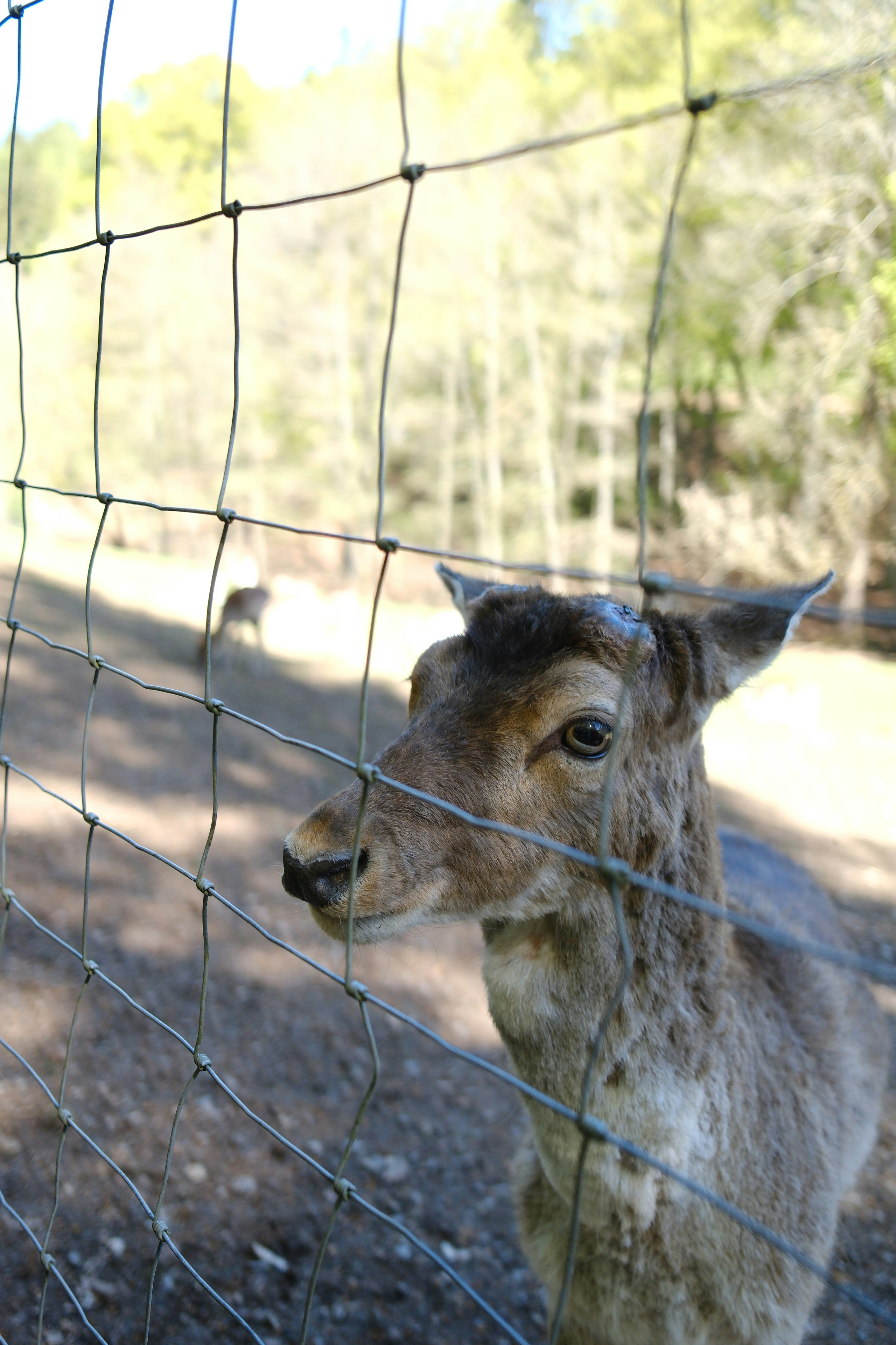 Curious Goat Gaze Through a Chain-Link Fence