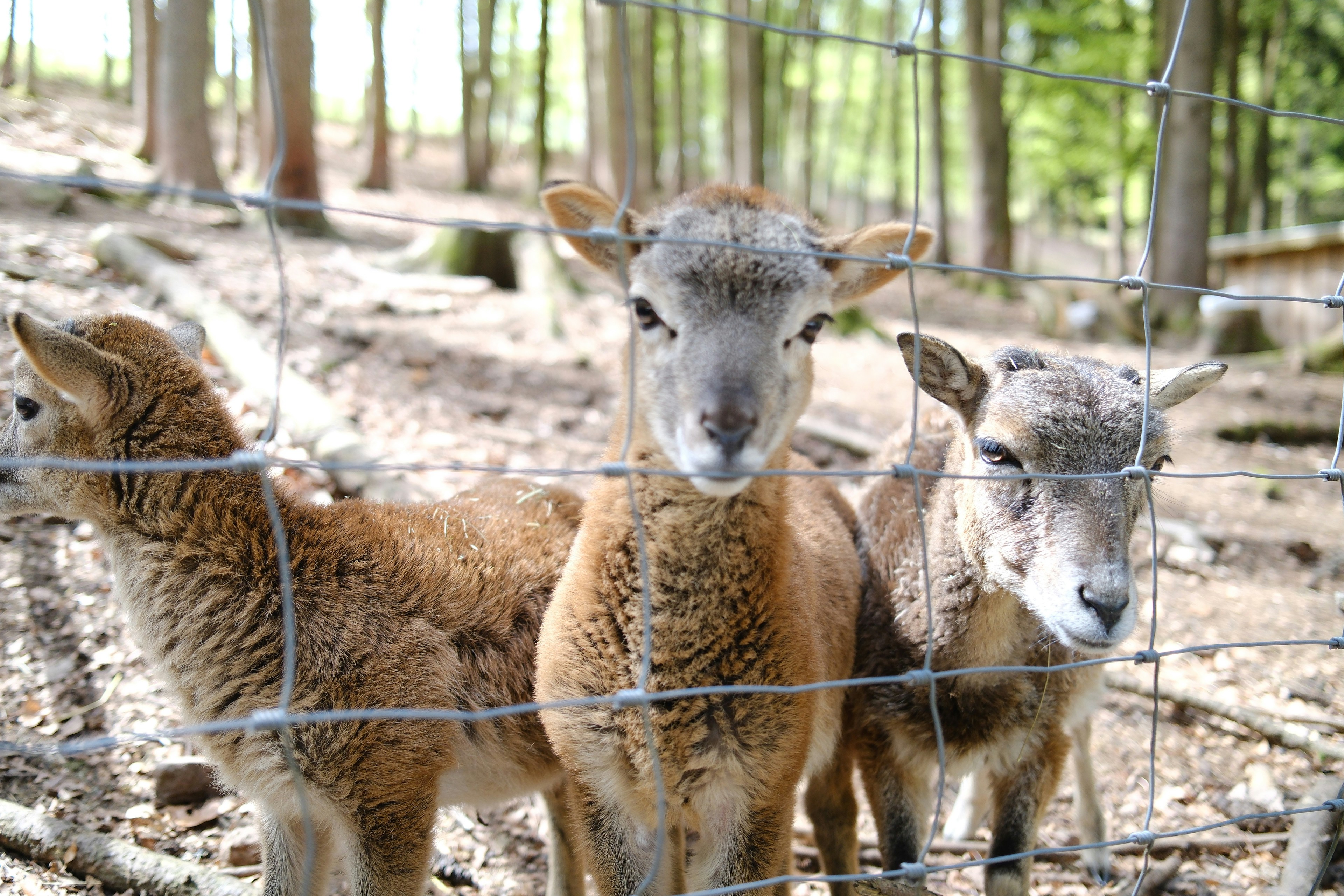 Three Sheep at the Farm Gate