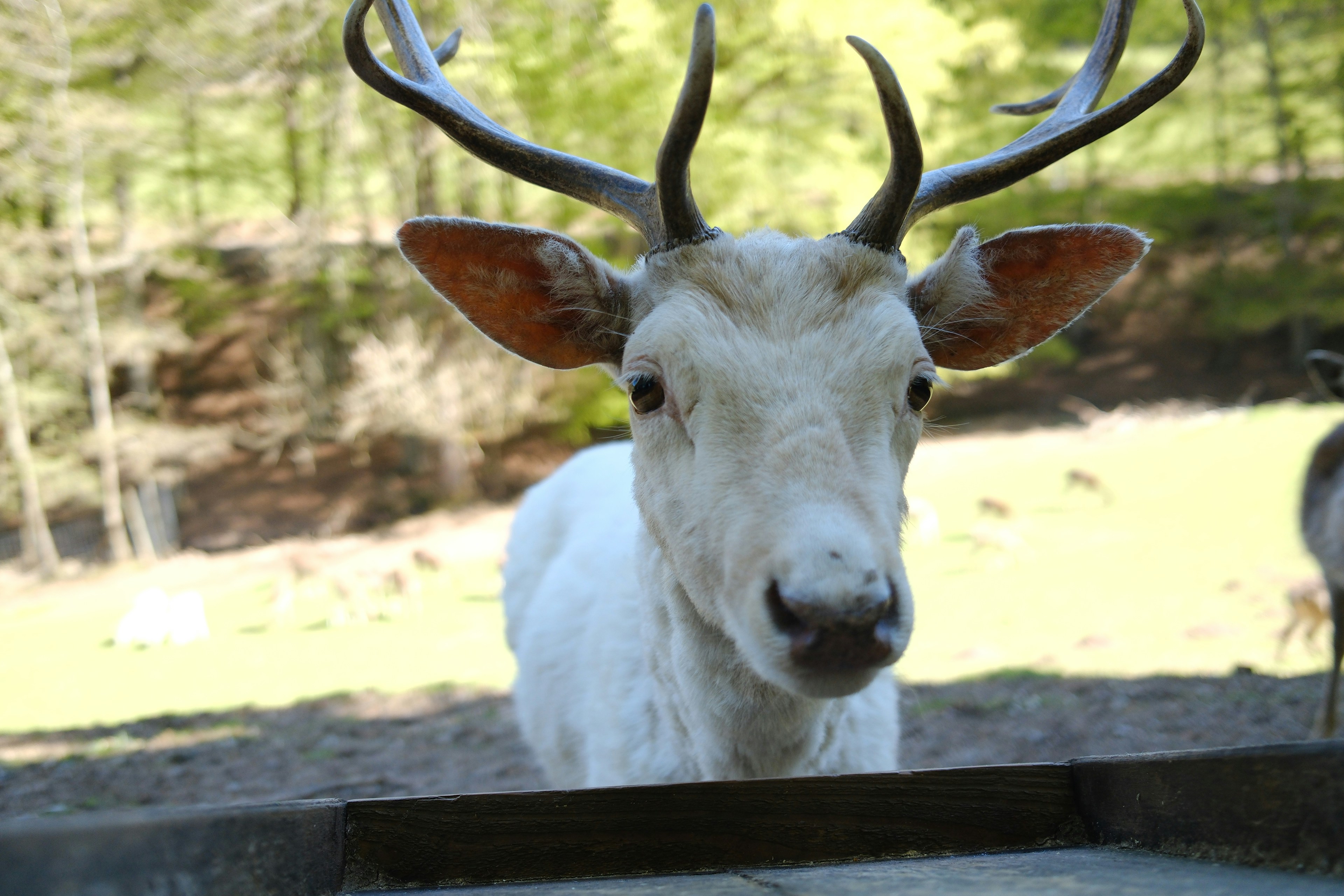 Staring Down the Fence: A Distinctive White Deer Portrait