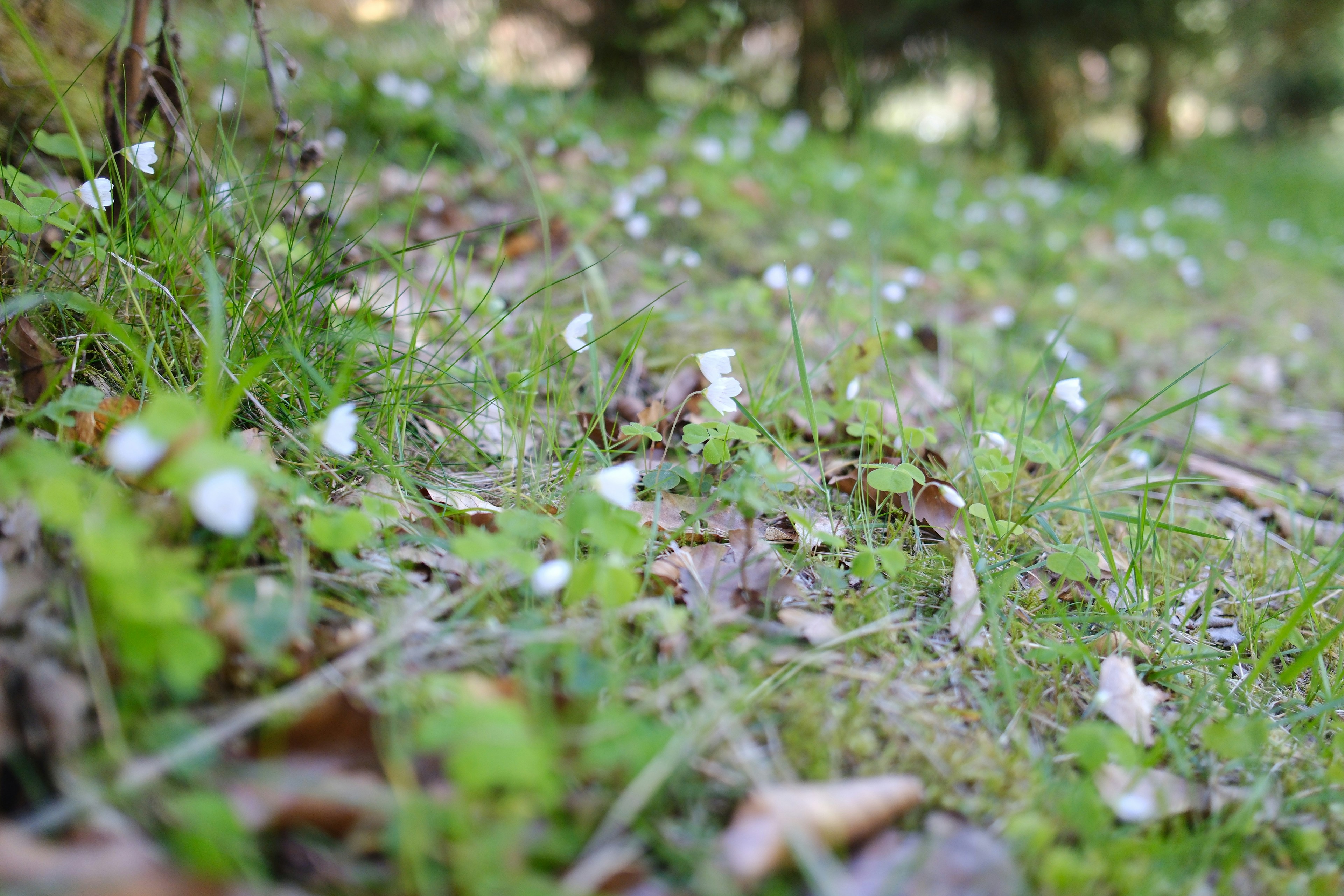 Soft Meadow Whispers: Tiny White Blooms Among Quiet Grass