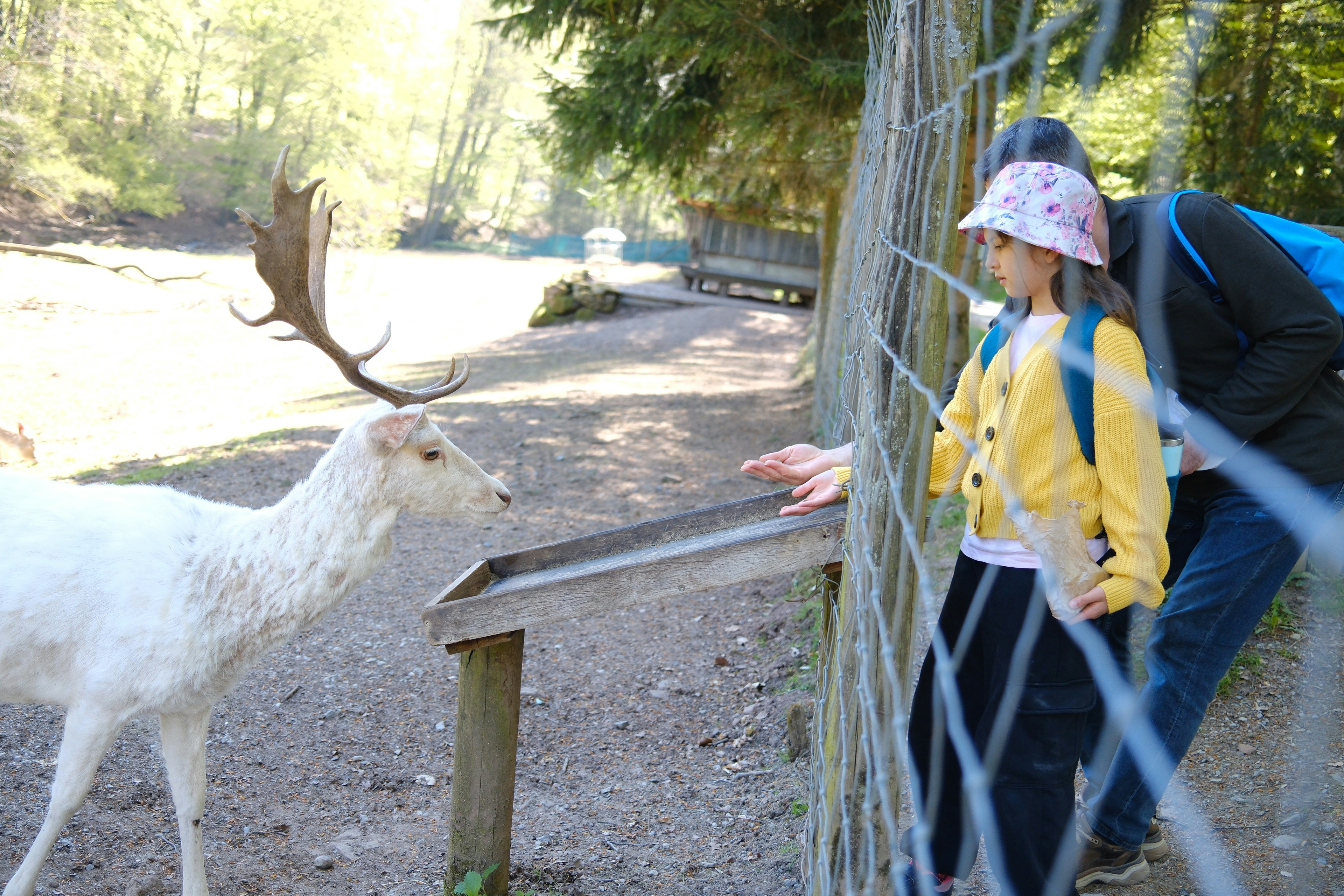 Whispering Moments: Childspeak and a Gatekeeper Stag