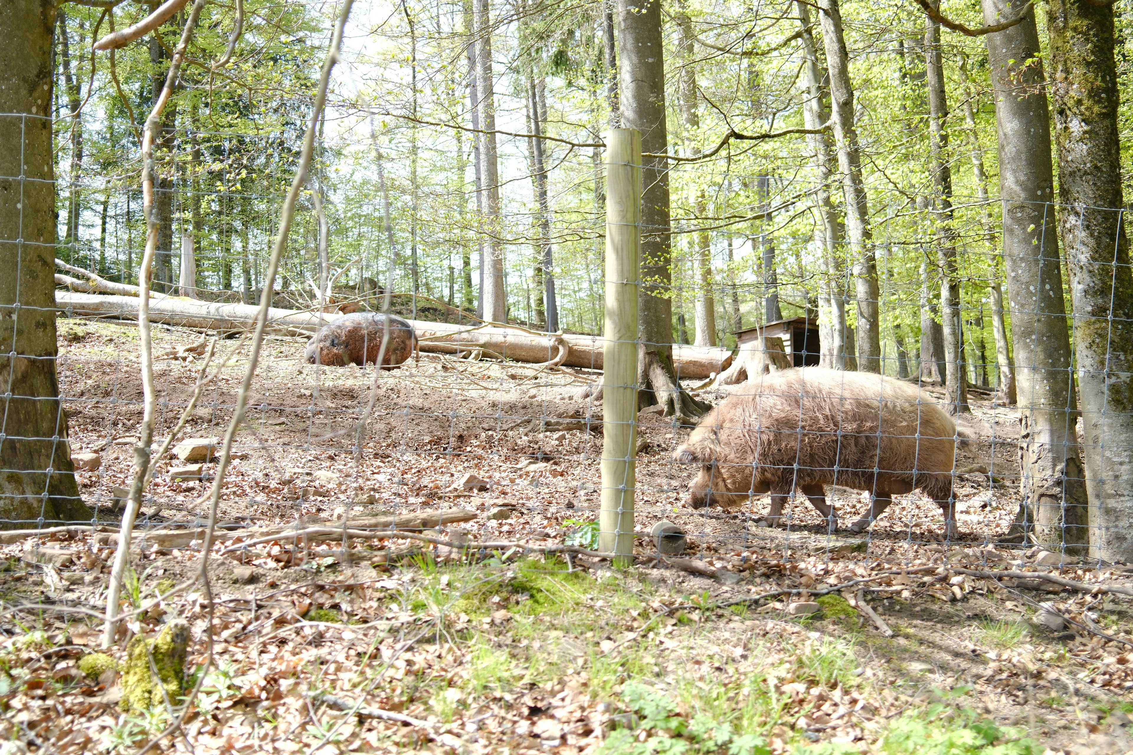 Pigs in the Woodland Clearing