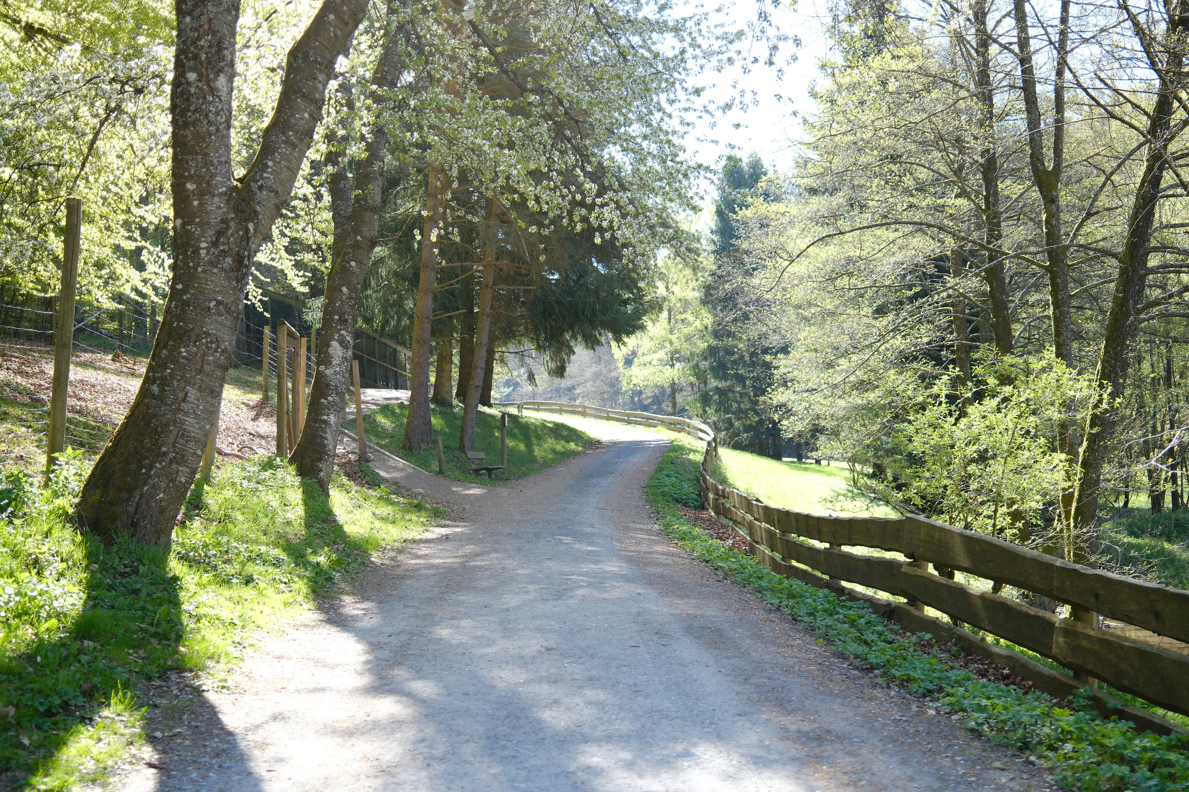 Sunlit Lane Through a Quiet Forest