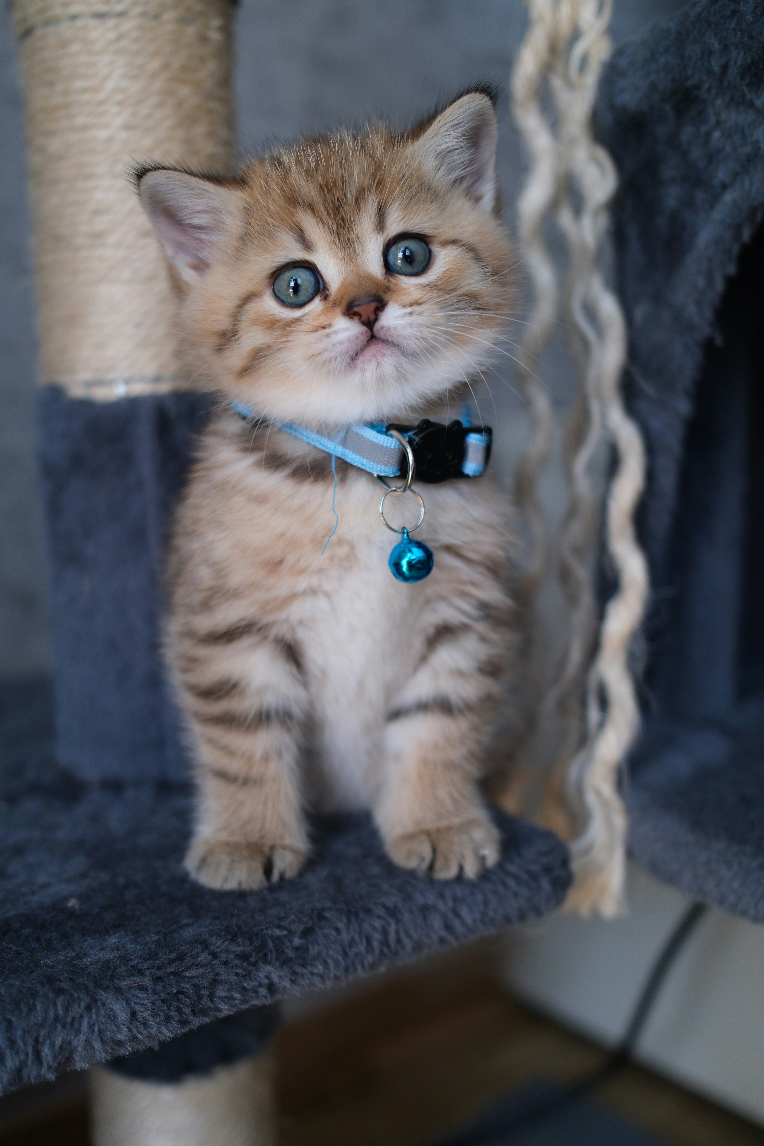 Curious Kitten in Soft Nest of Cat Tree