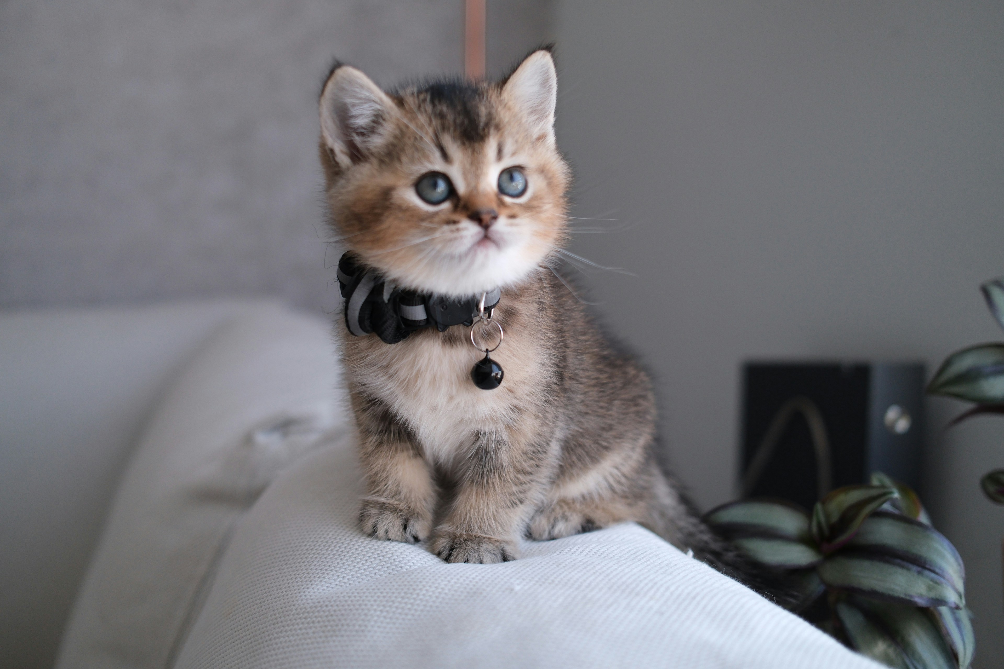 Curious Kitten on the Couch: A Moment of Quiet Attention