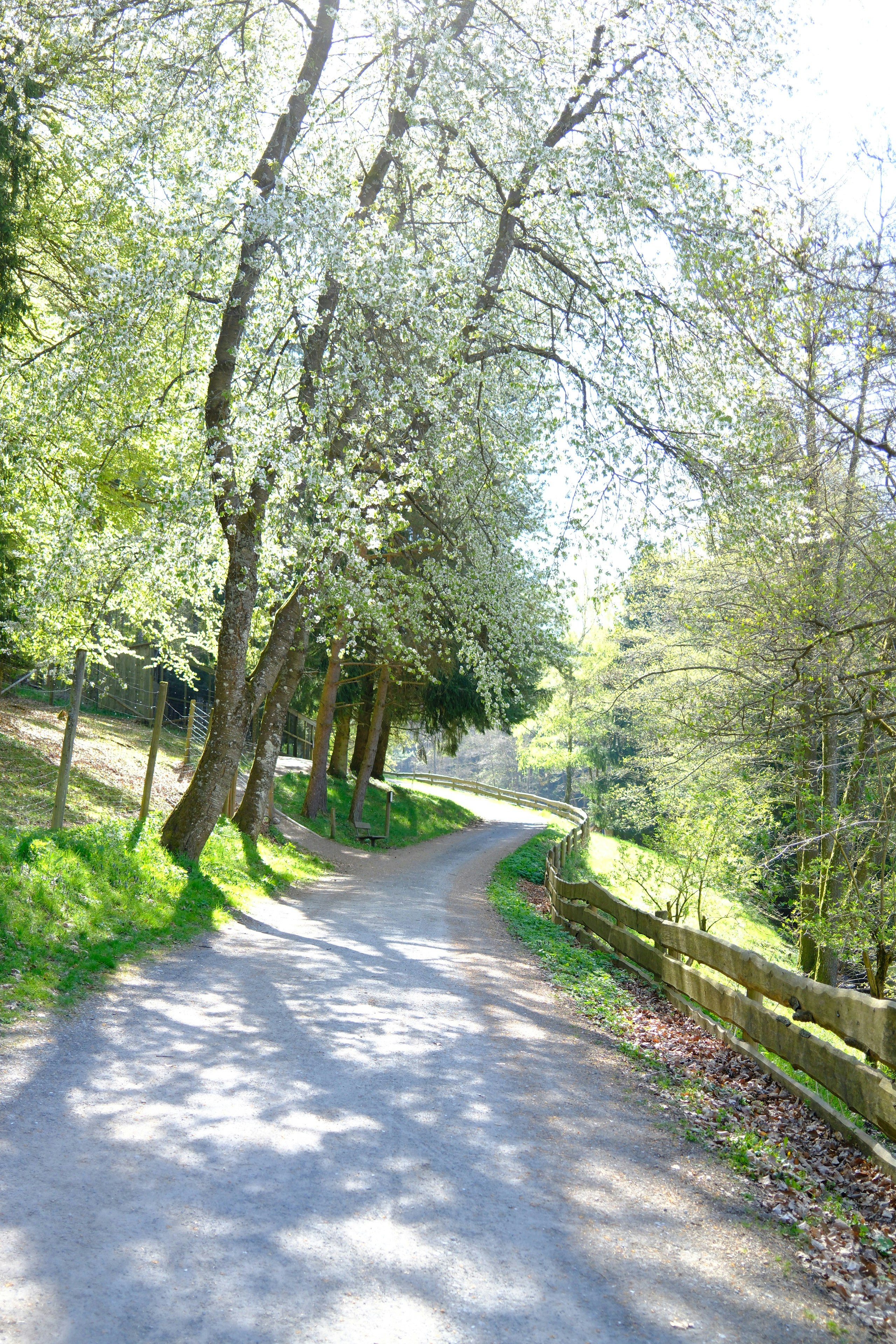 Sun-Dappled Path Through Blossoming Canal of Light