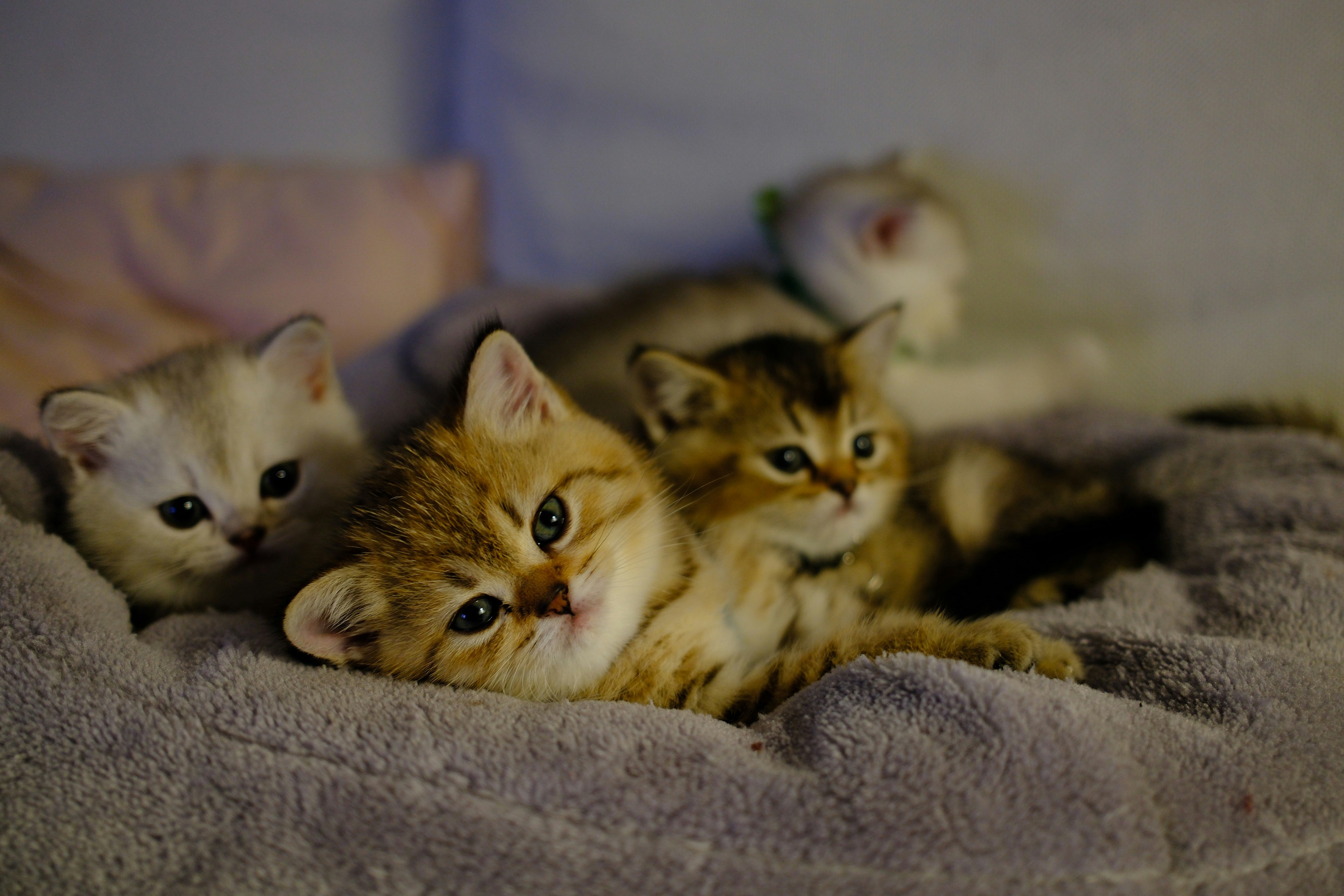 Whiskered Trio: Gentle Sleep Over a Plush Linen Bed