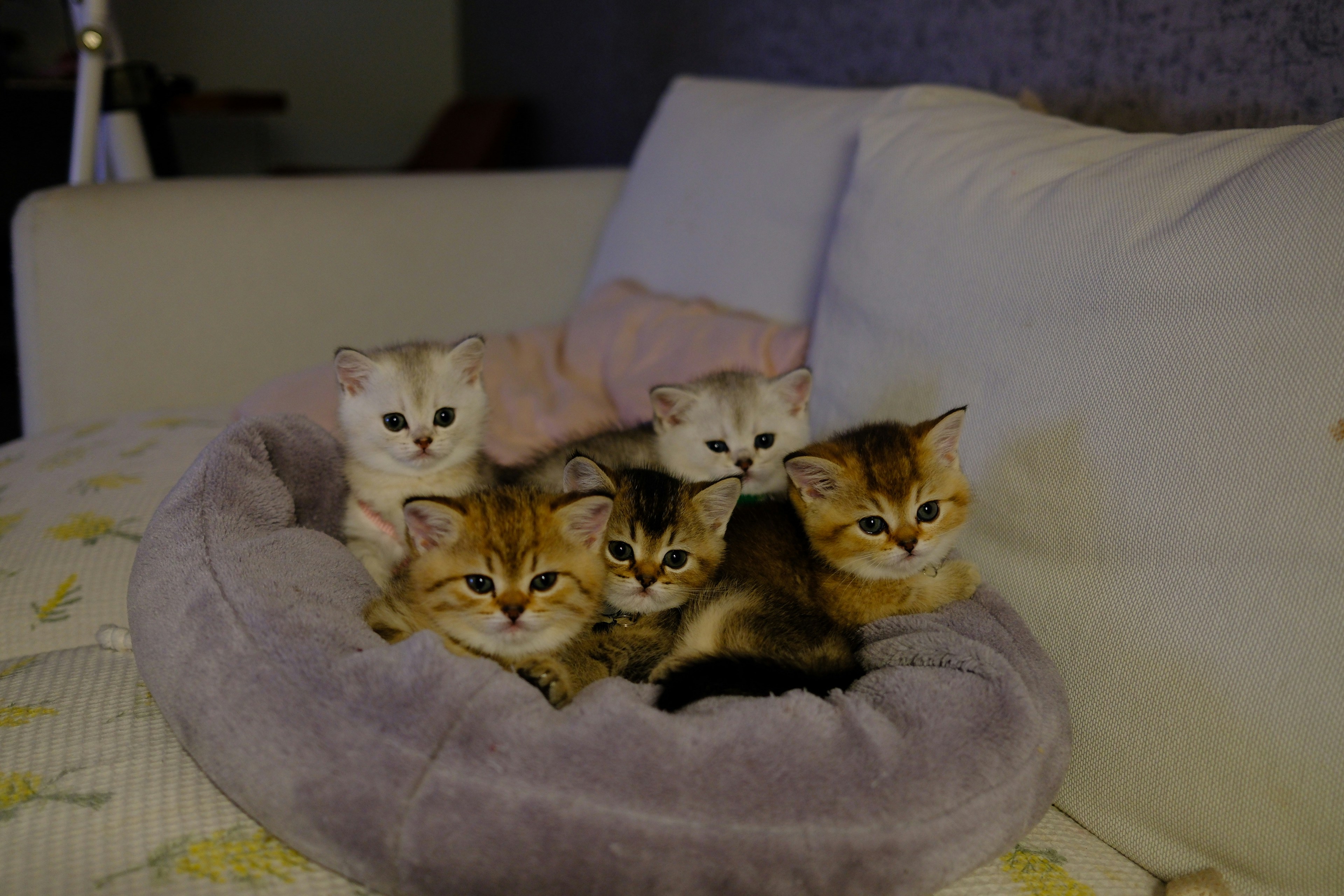 Five Curious Kittens Rest in a Plush Coziness
