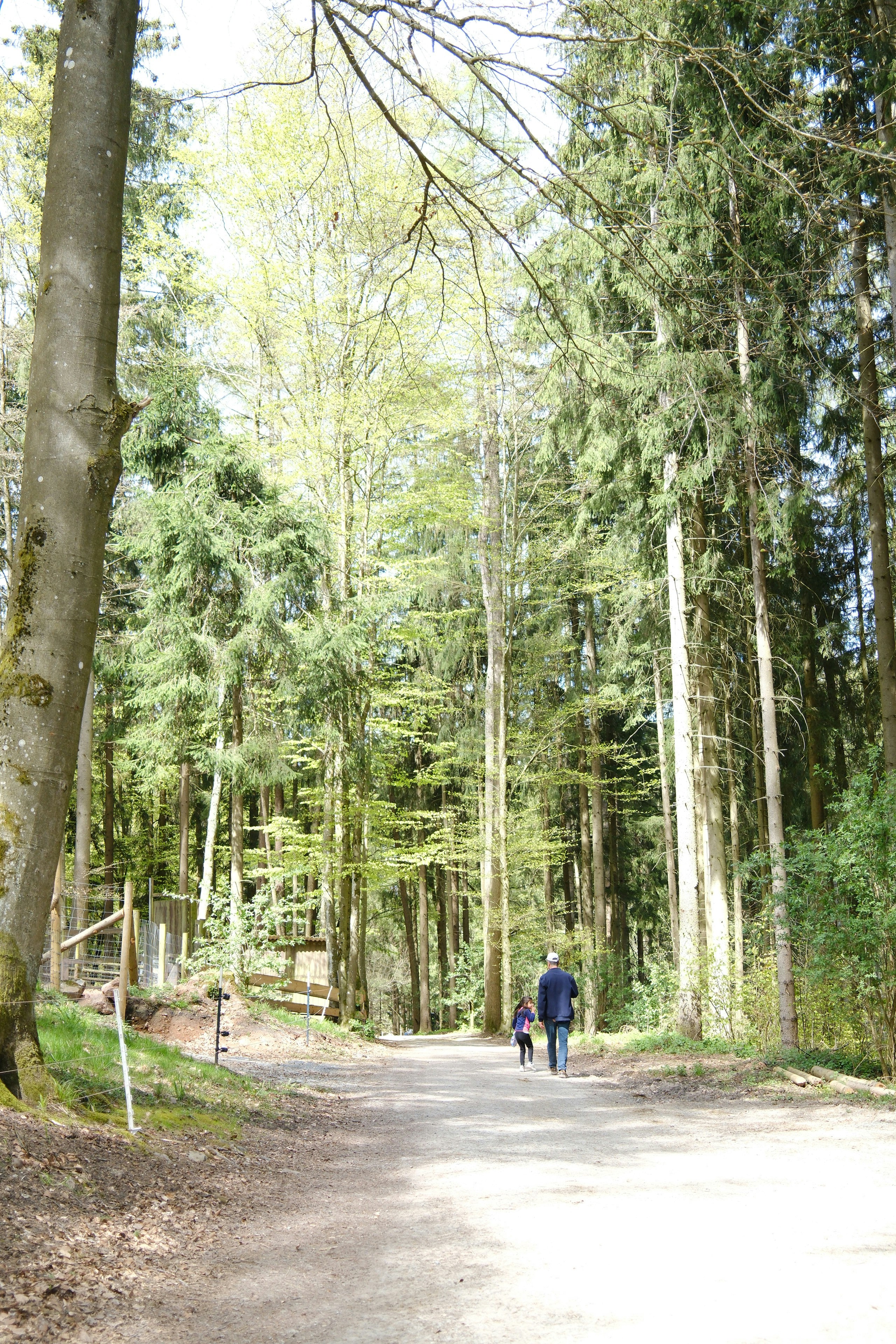 Stroll Through Dappled Light: A Father and Daughter Walk the Forest Path