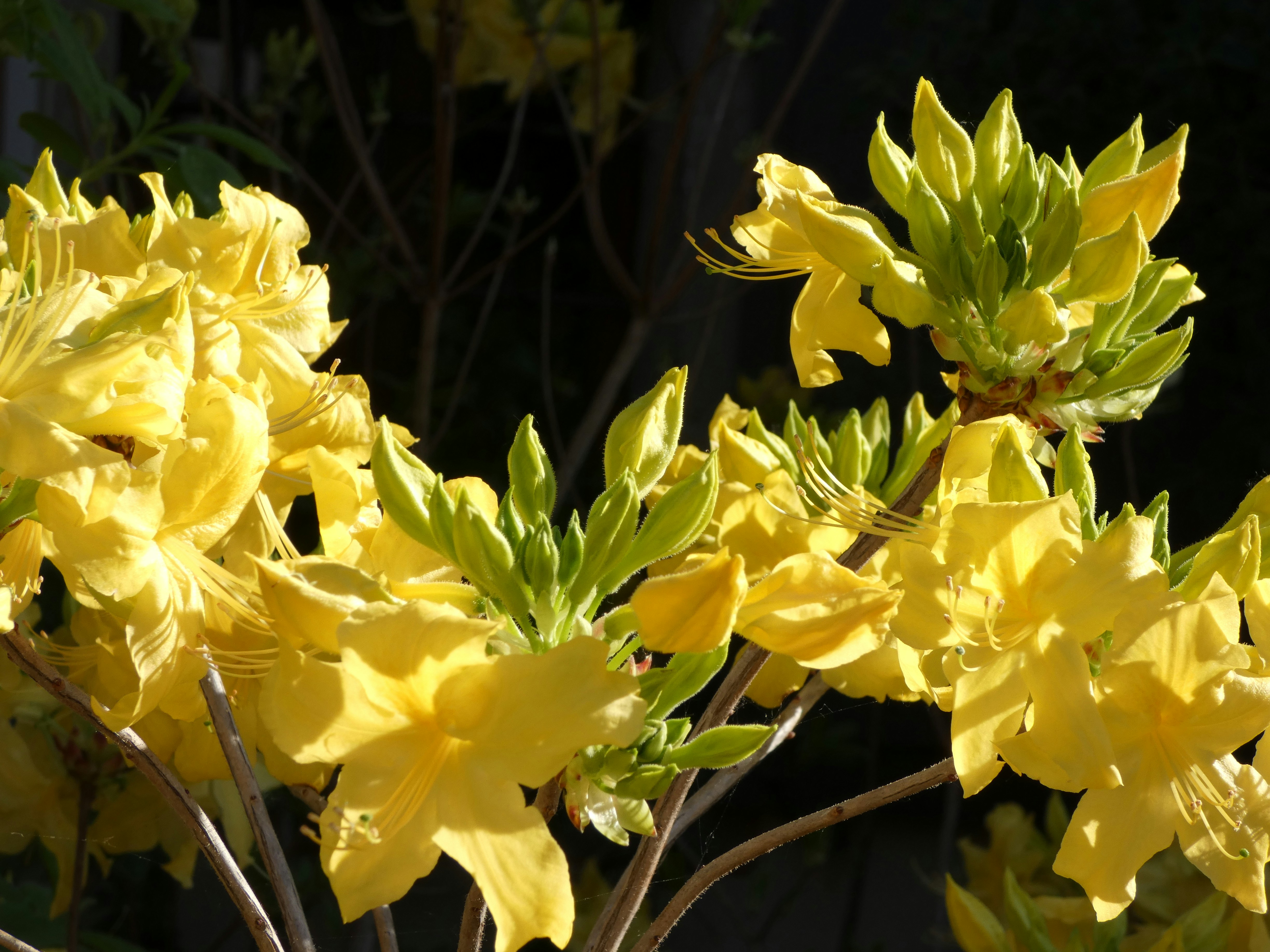 Sunlit Azalea Cluster: Golden Blooms in a Quiet Corner