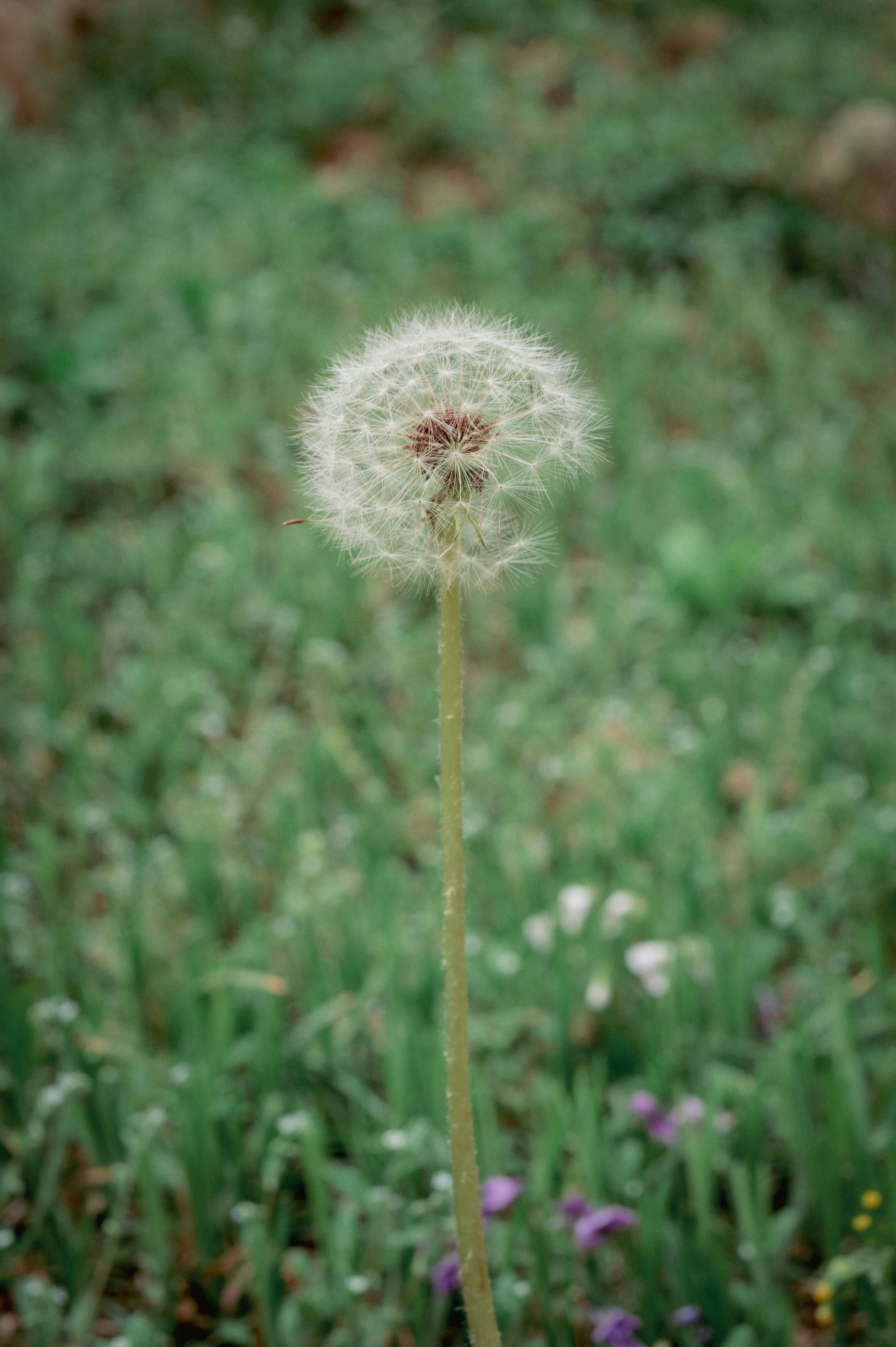 Dandelion in Focus: Close-Up Seedhead Against a Verdant Blur