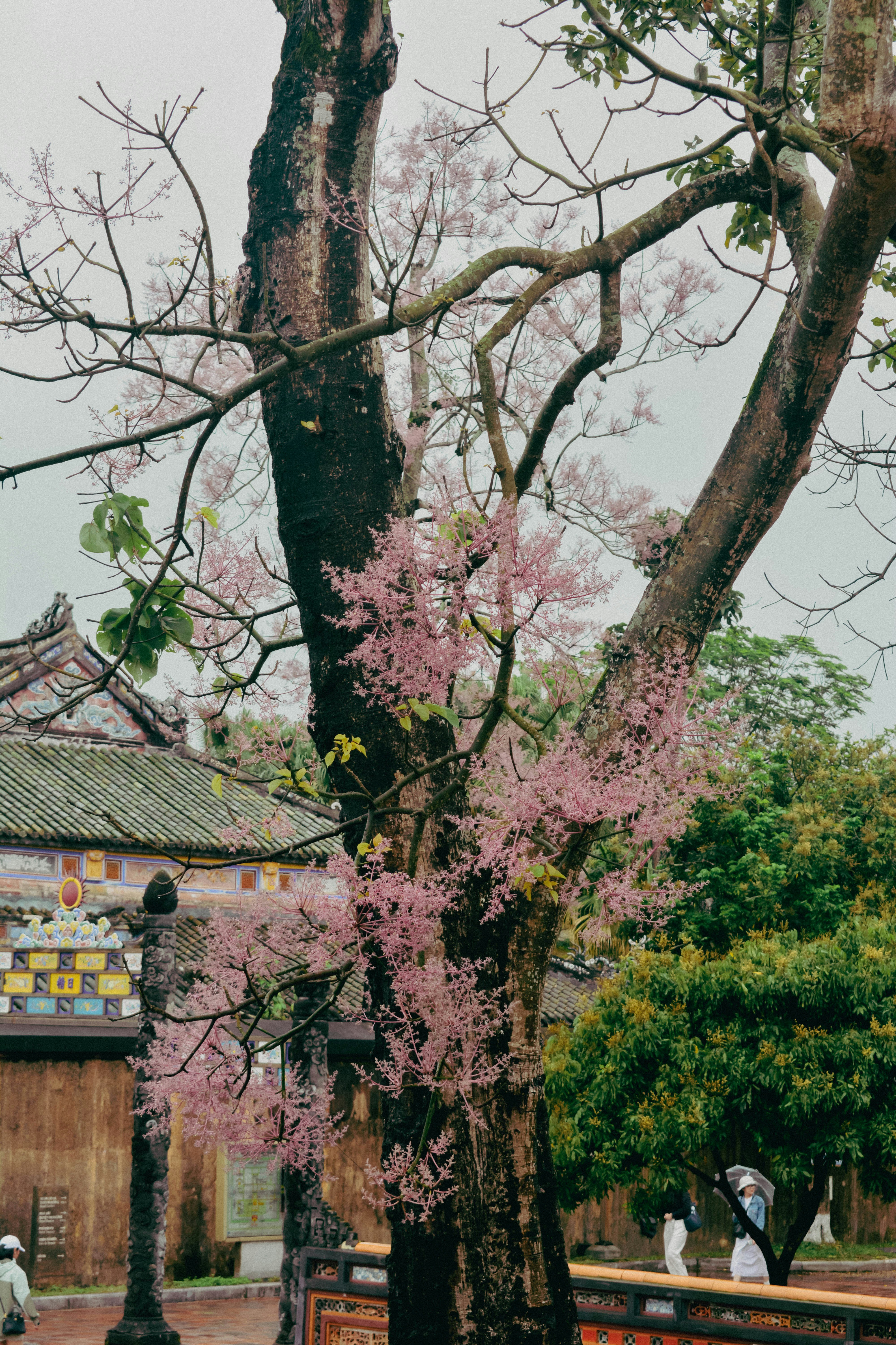 Blossoms on the old trunk: a temple yard framed by pink petals