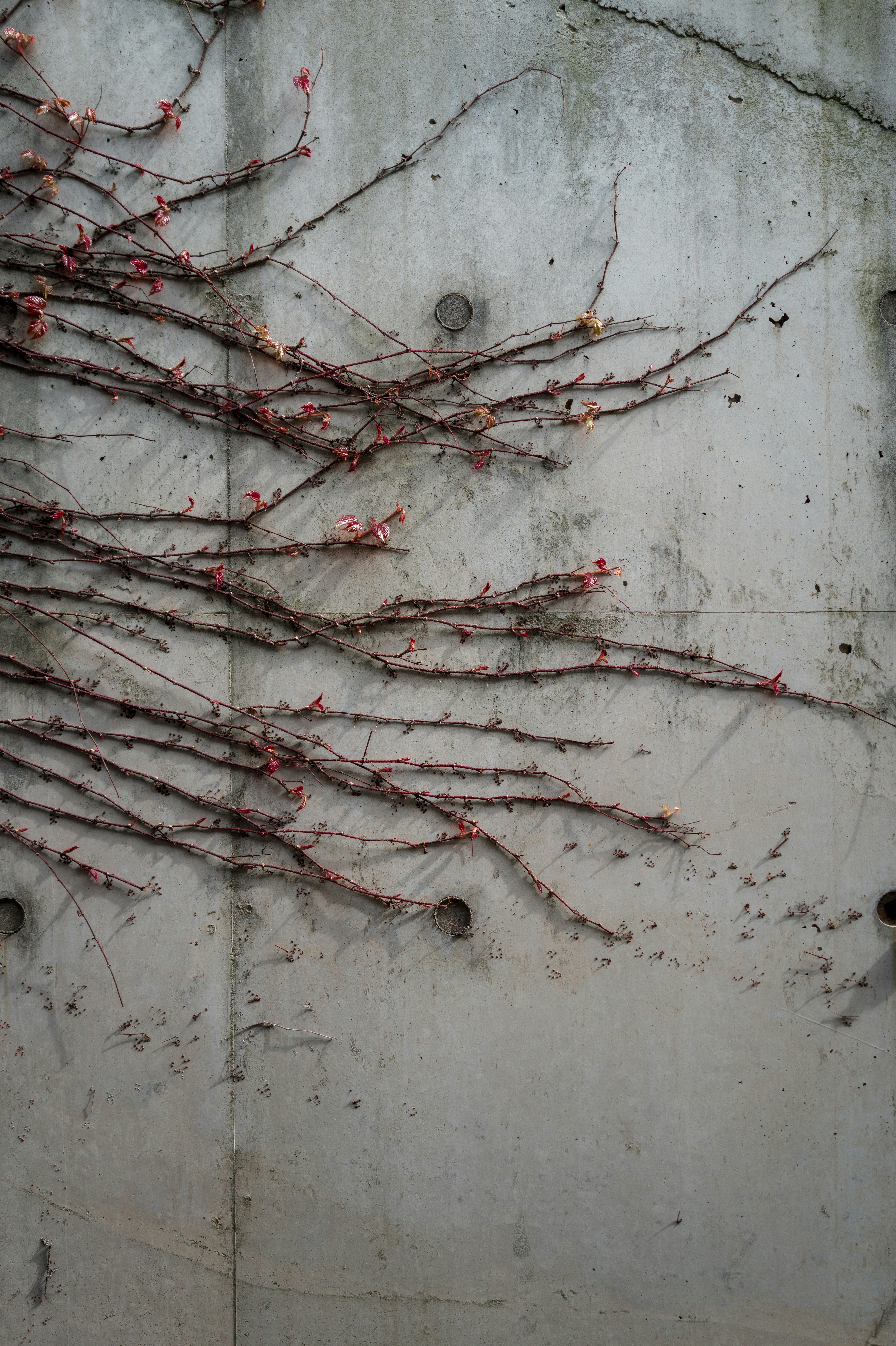 Vinework on a Weathered Concrete Canvas