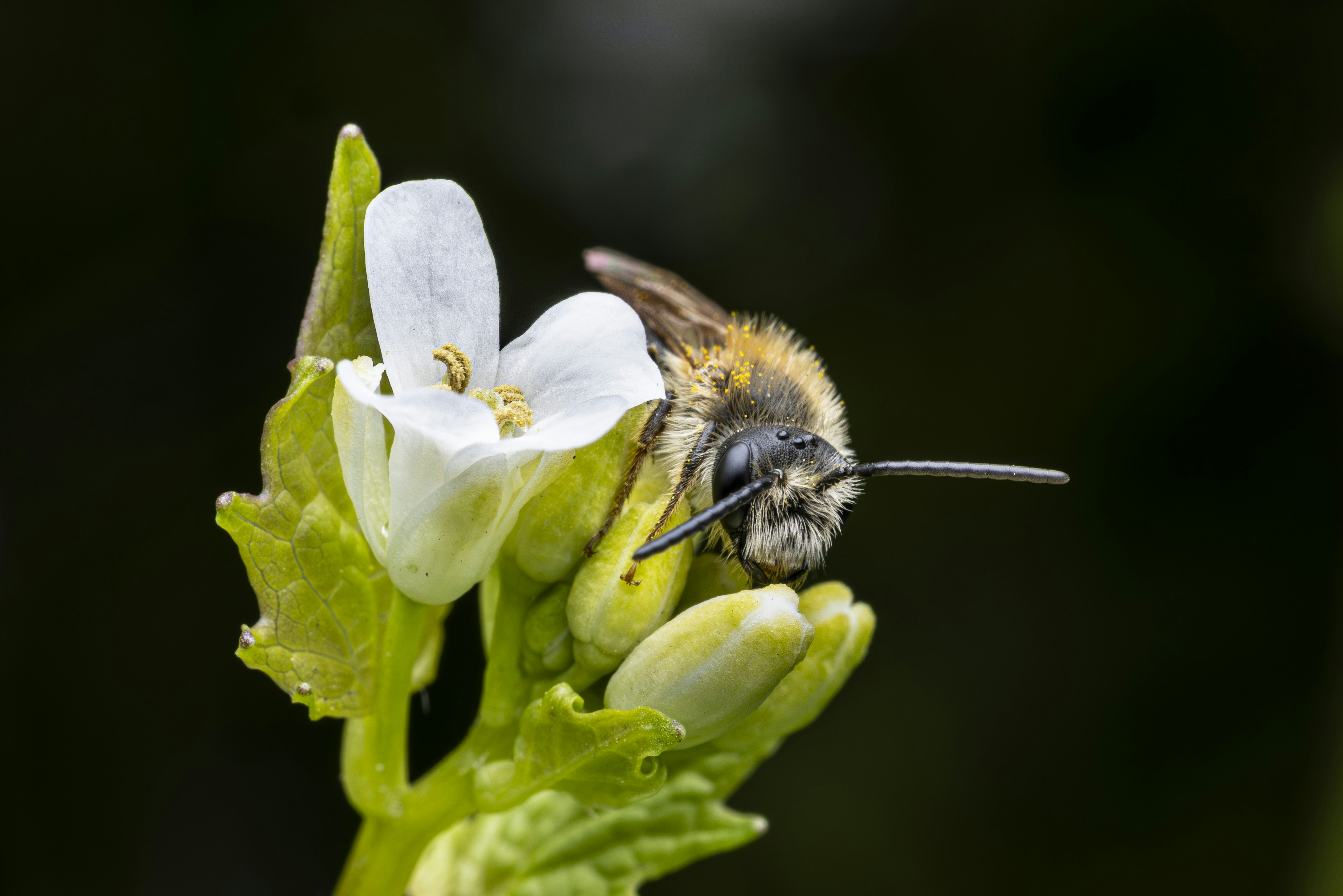 Honeybee on a White Bloom: Close-Up of Nature's Craft