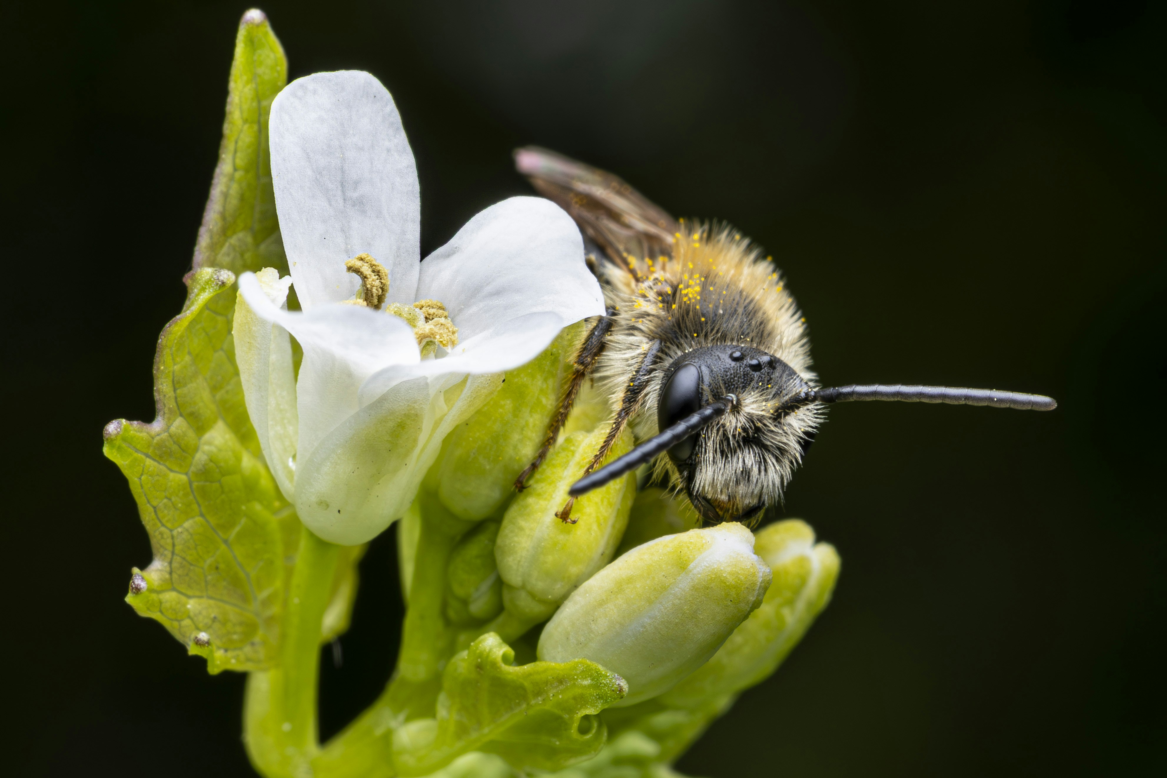 Bee on a White Blossom: Close-Up of Pollinator at the Flower