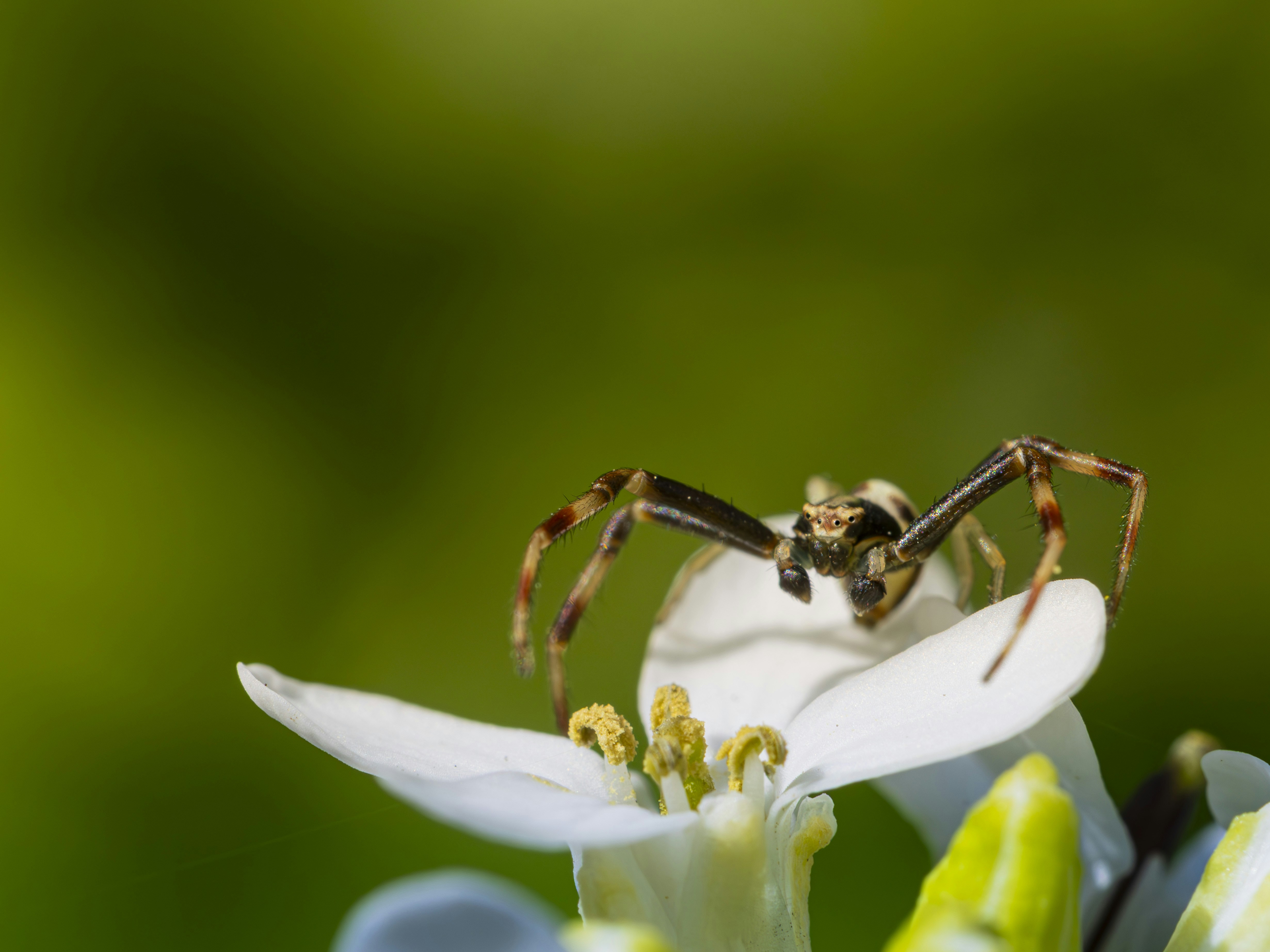 White Flower, Bold Spider: A Delicate Faceoff in Soft Green Backdrop