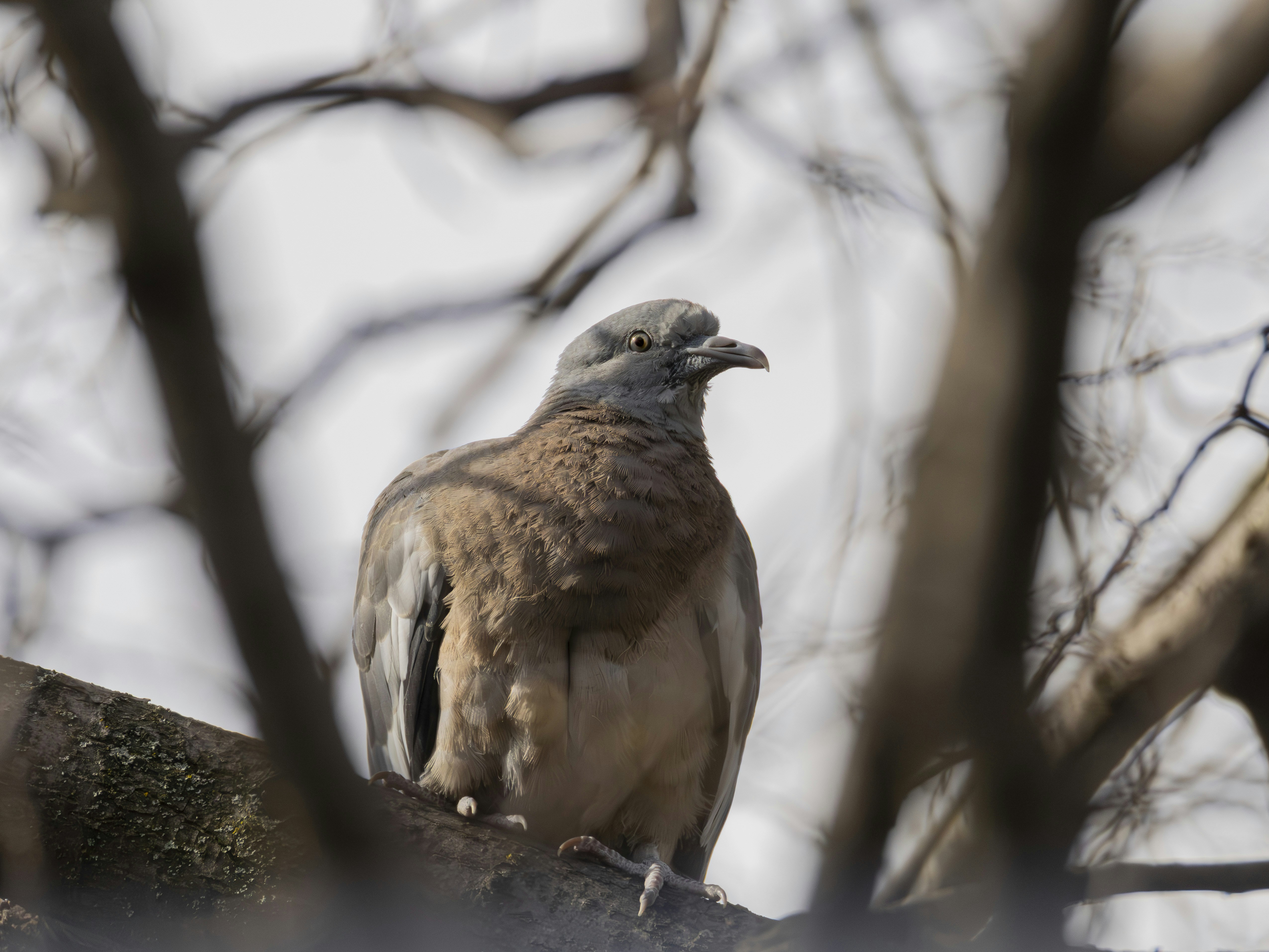Pigeon Perch: Framed Against a Web of Branches