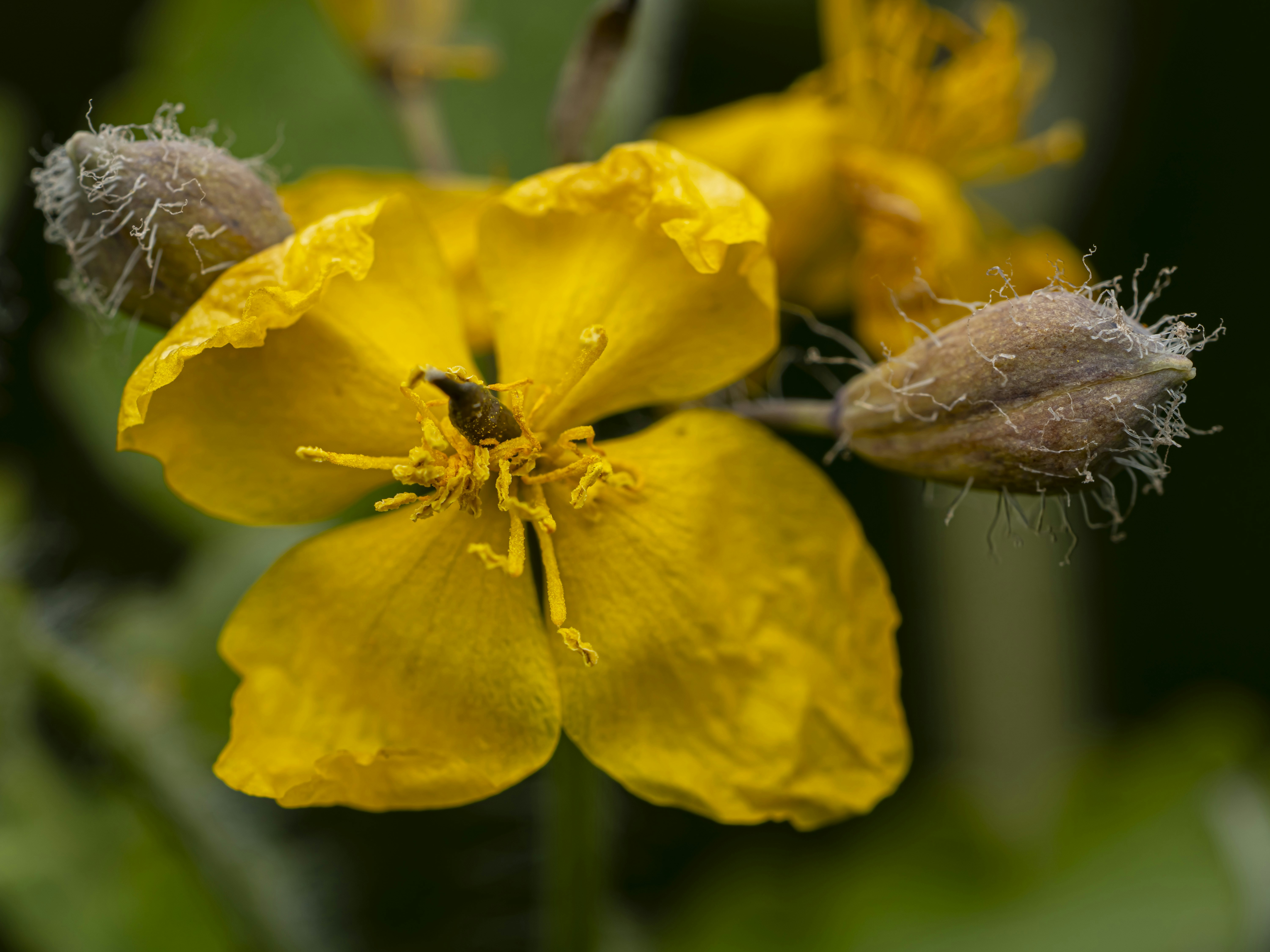 Golden Petals and Stamen: A Close-Up of a Yellow Blossom