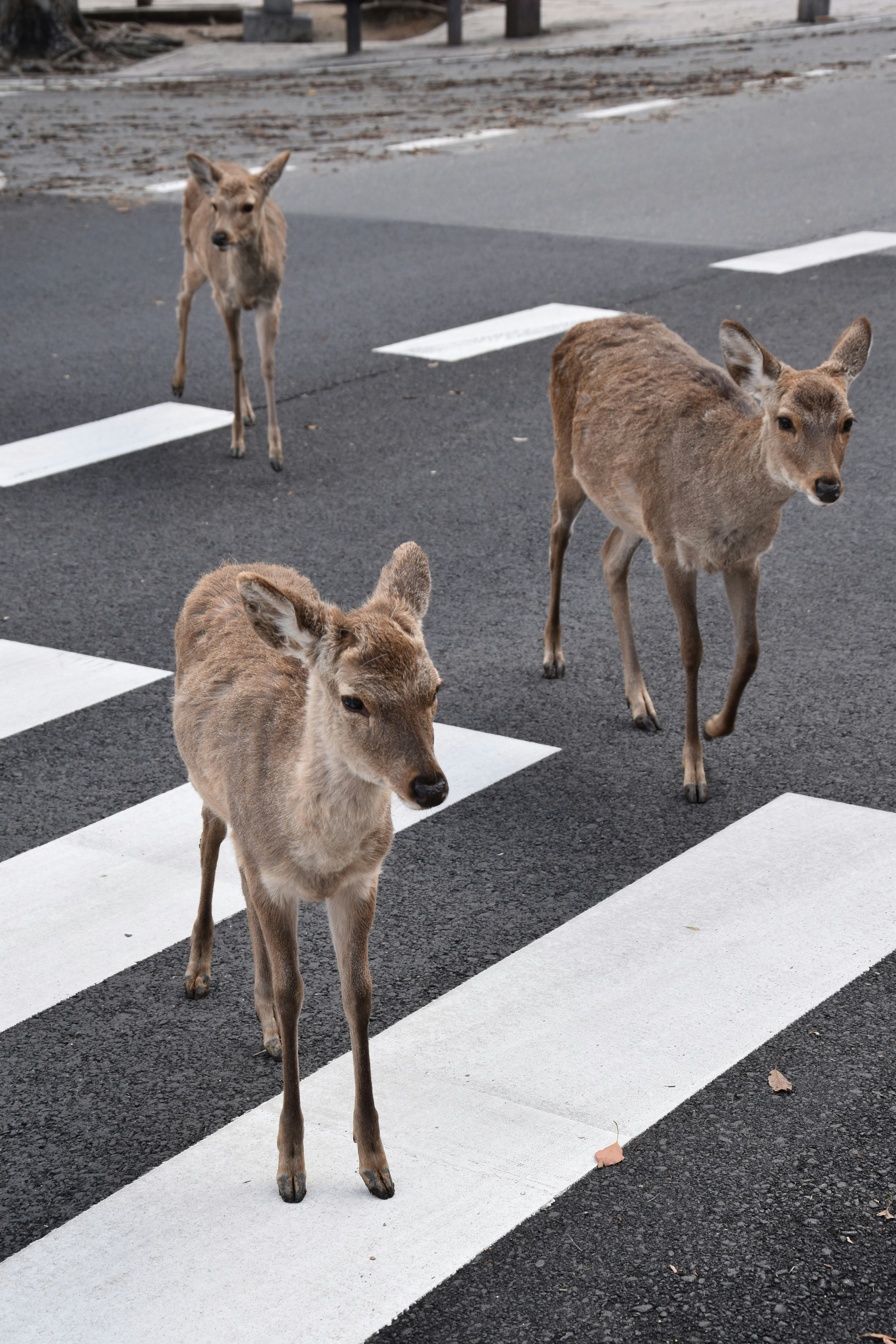 Three deer crossing a city crosswalk