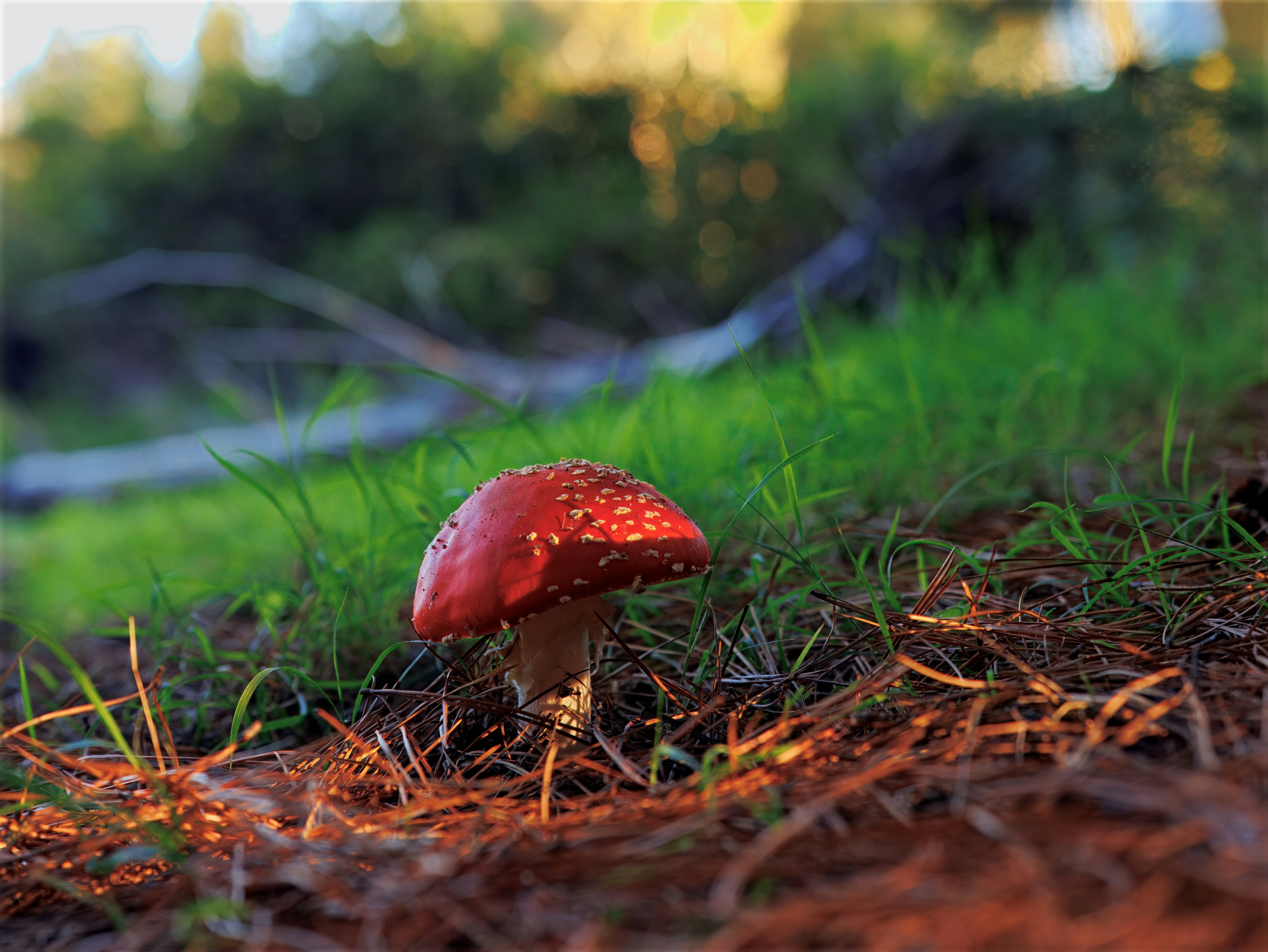 Crimson Beacon in the Forest Floor
