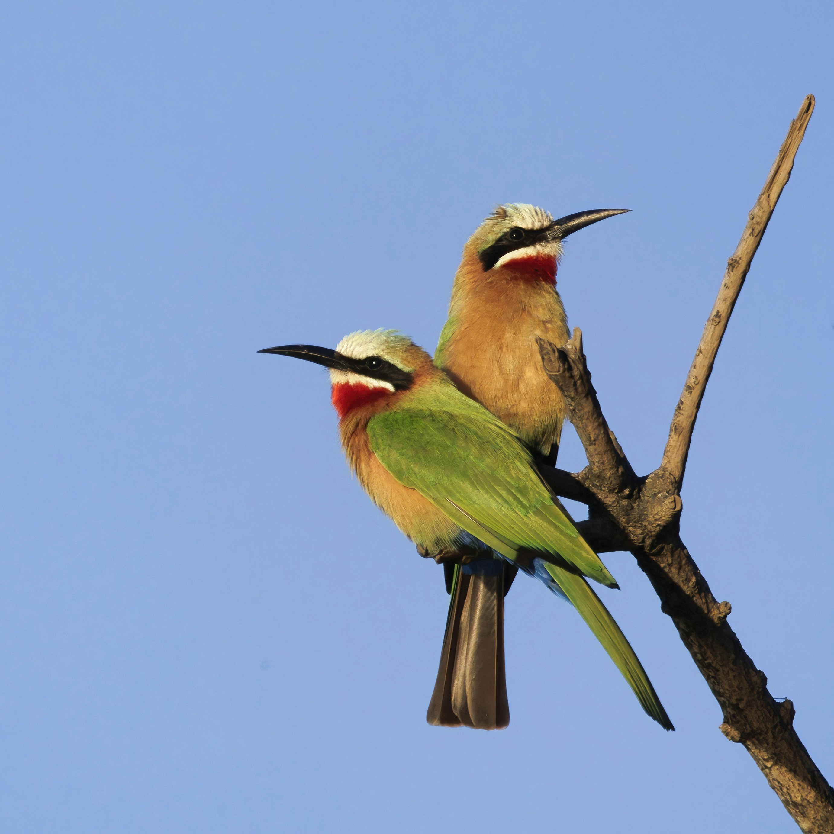 Two Bee-eaters on a Branch Under a Clear Sky