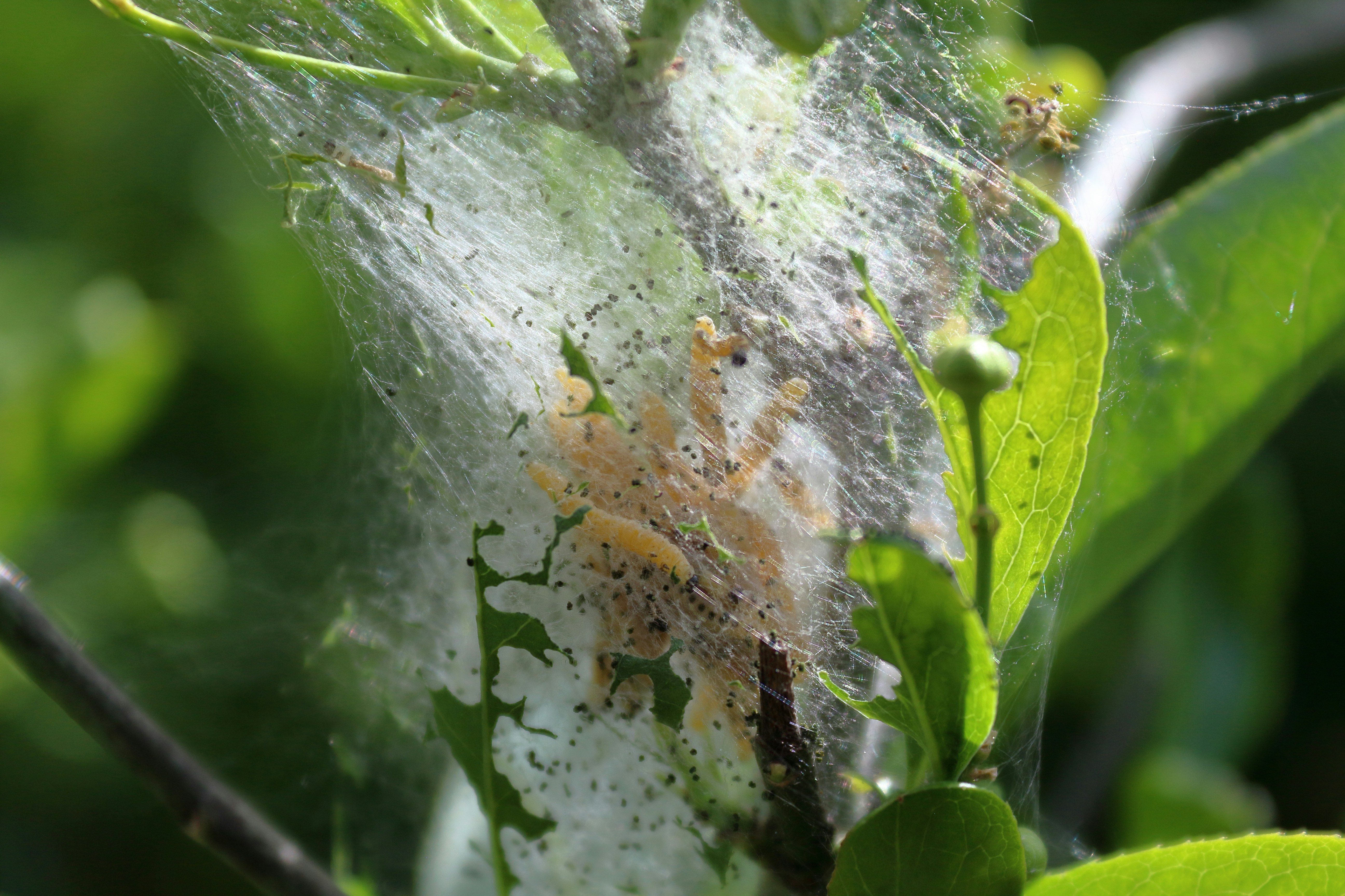 Webbed Veil: a Caterpillar’s Camouflage on a Silk Screen