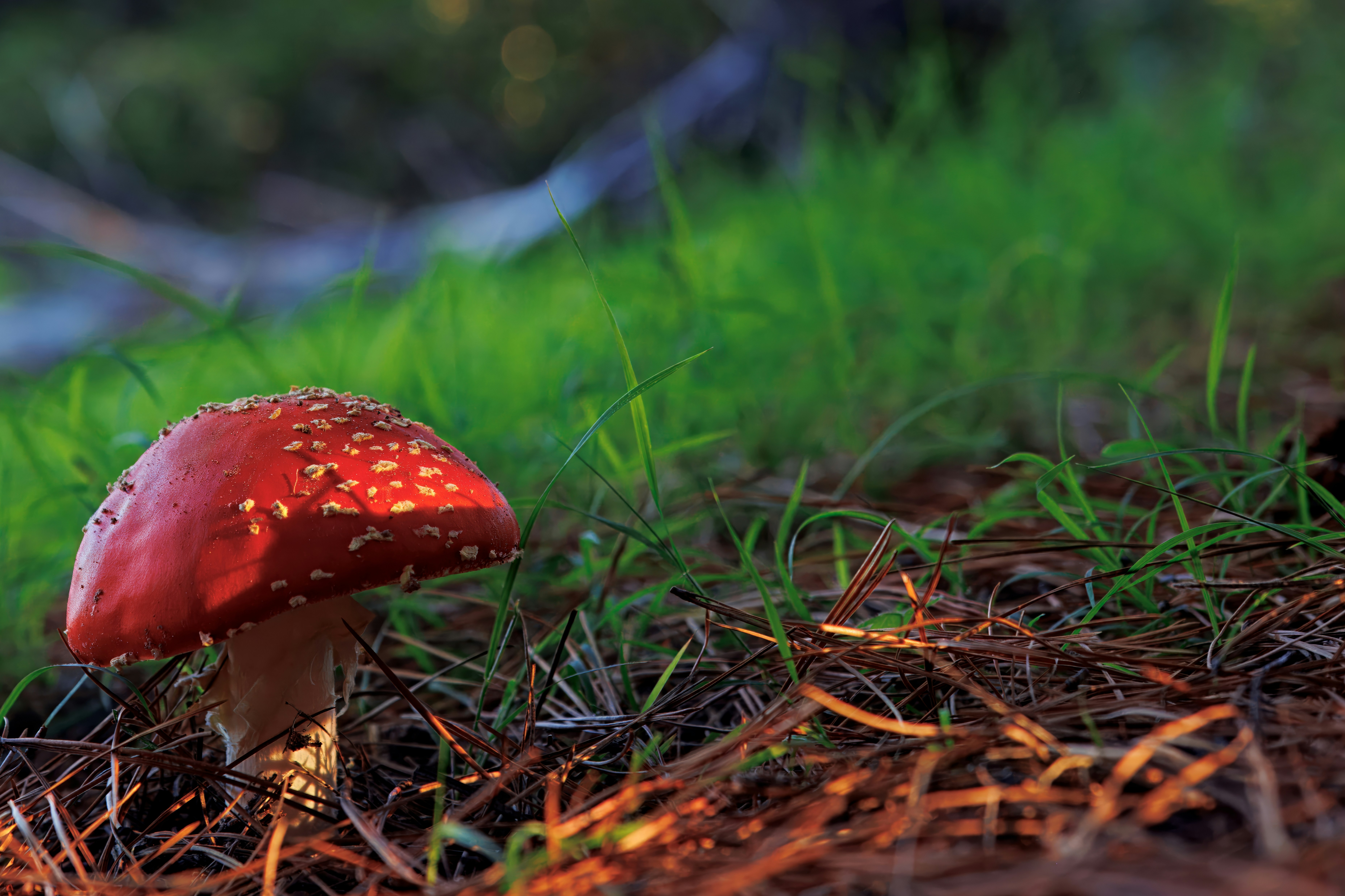Red-capped mushroom in sunlit forest floor