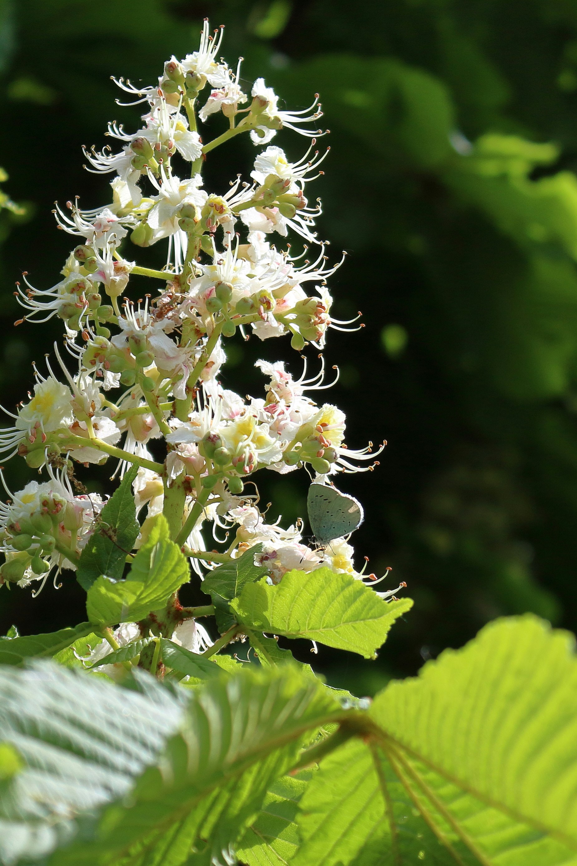 White blossoms rise like delicate fountains against a shadowed green backdrop