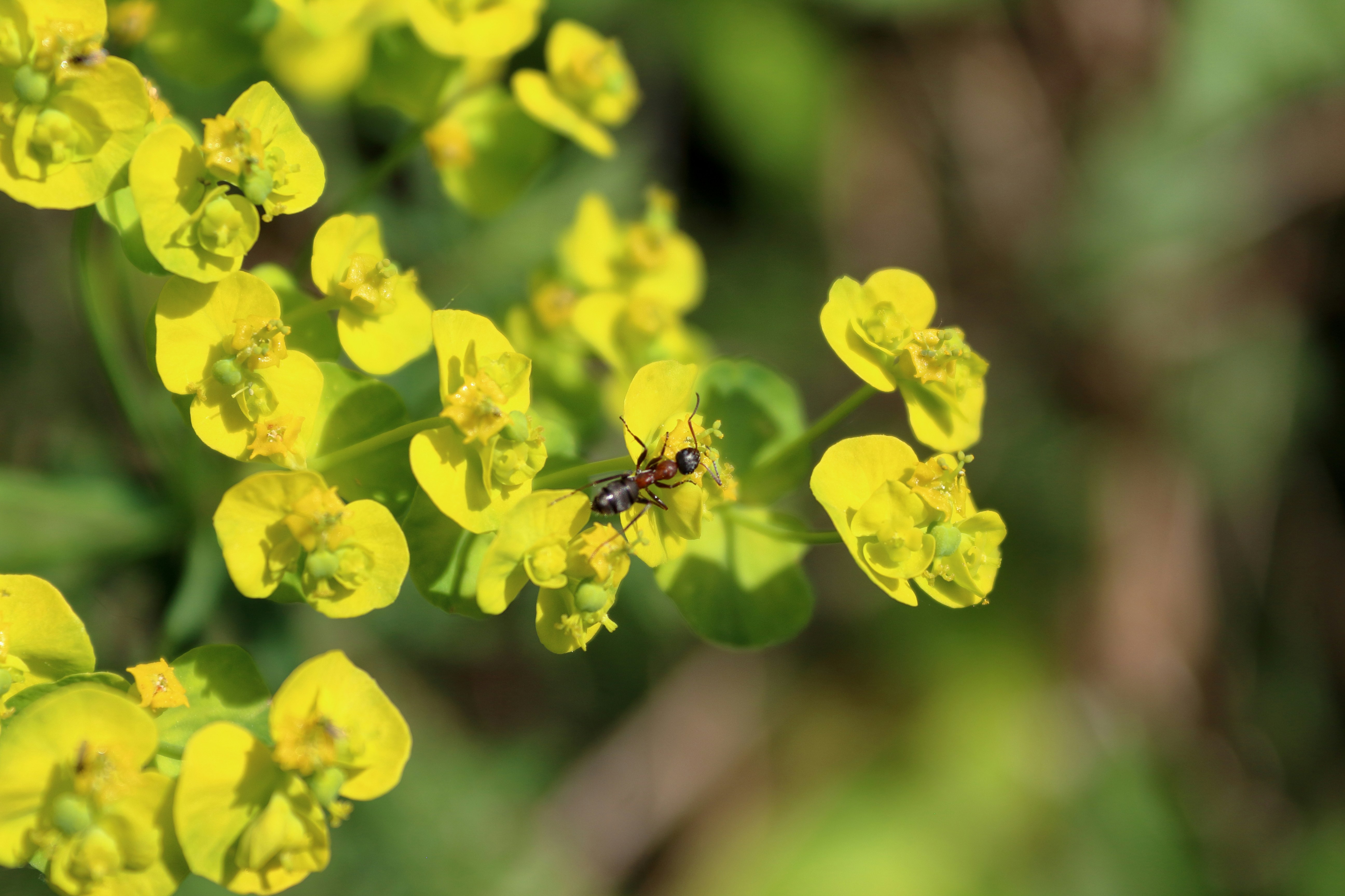 A Tiny Insect Among Bright Canary Blossoms