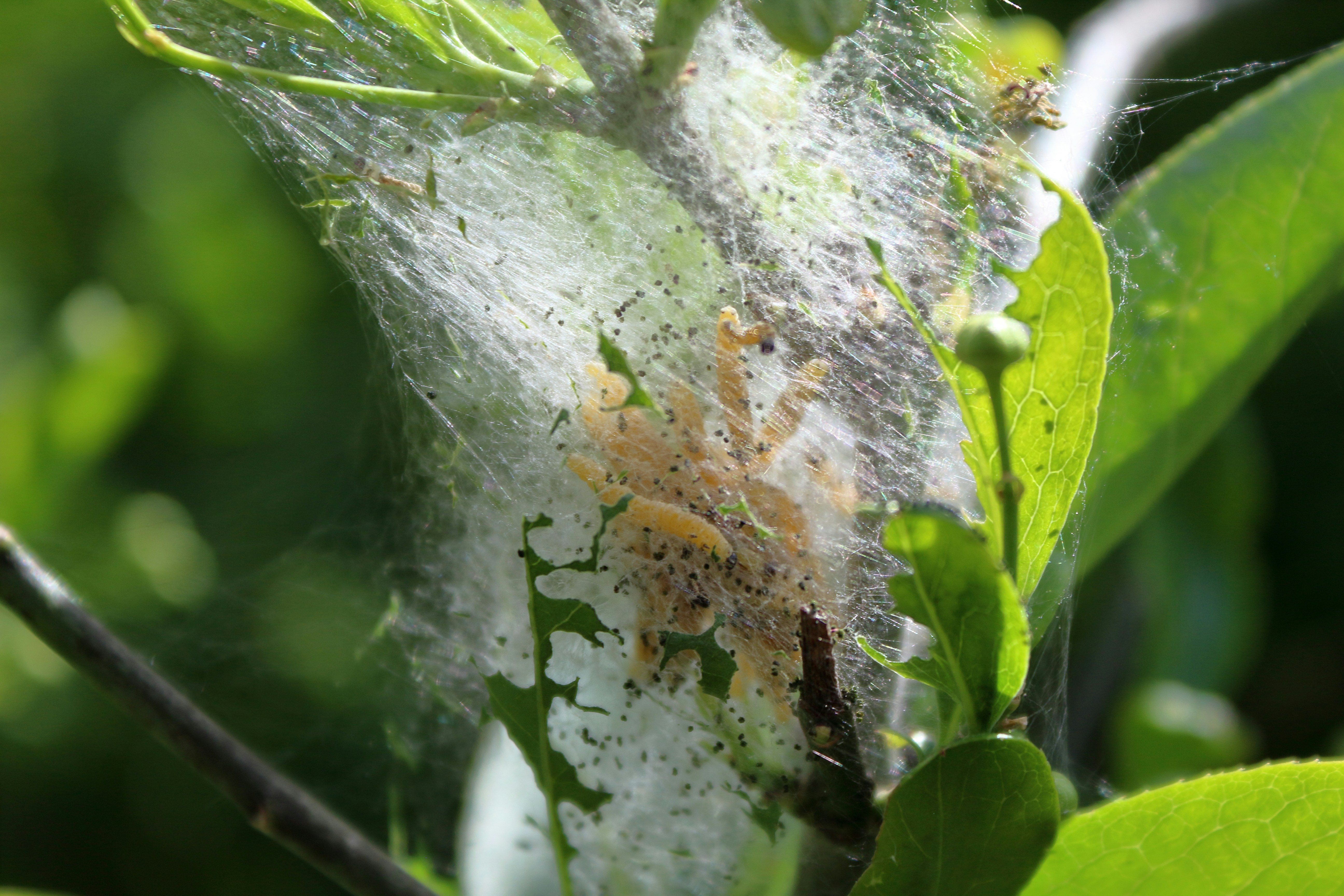 Silken Veil: A Caterpillar’s Web Cloak on Leafy Architecture